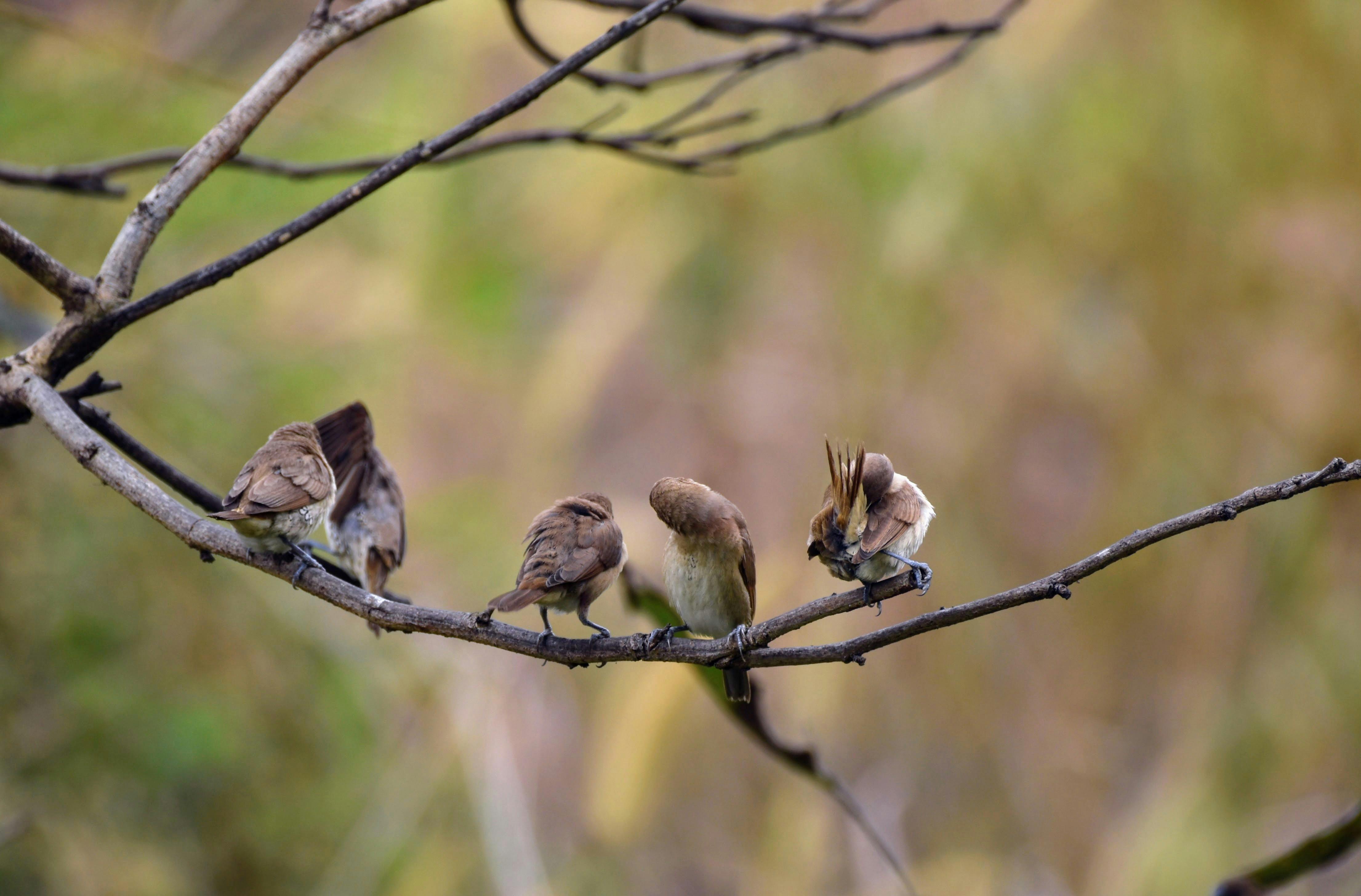 Archana Ramakrishna - 사진