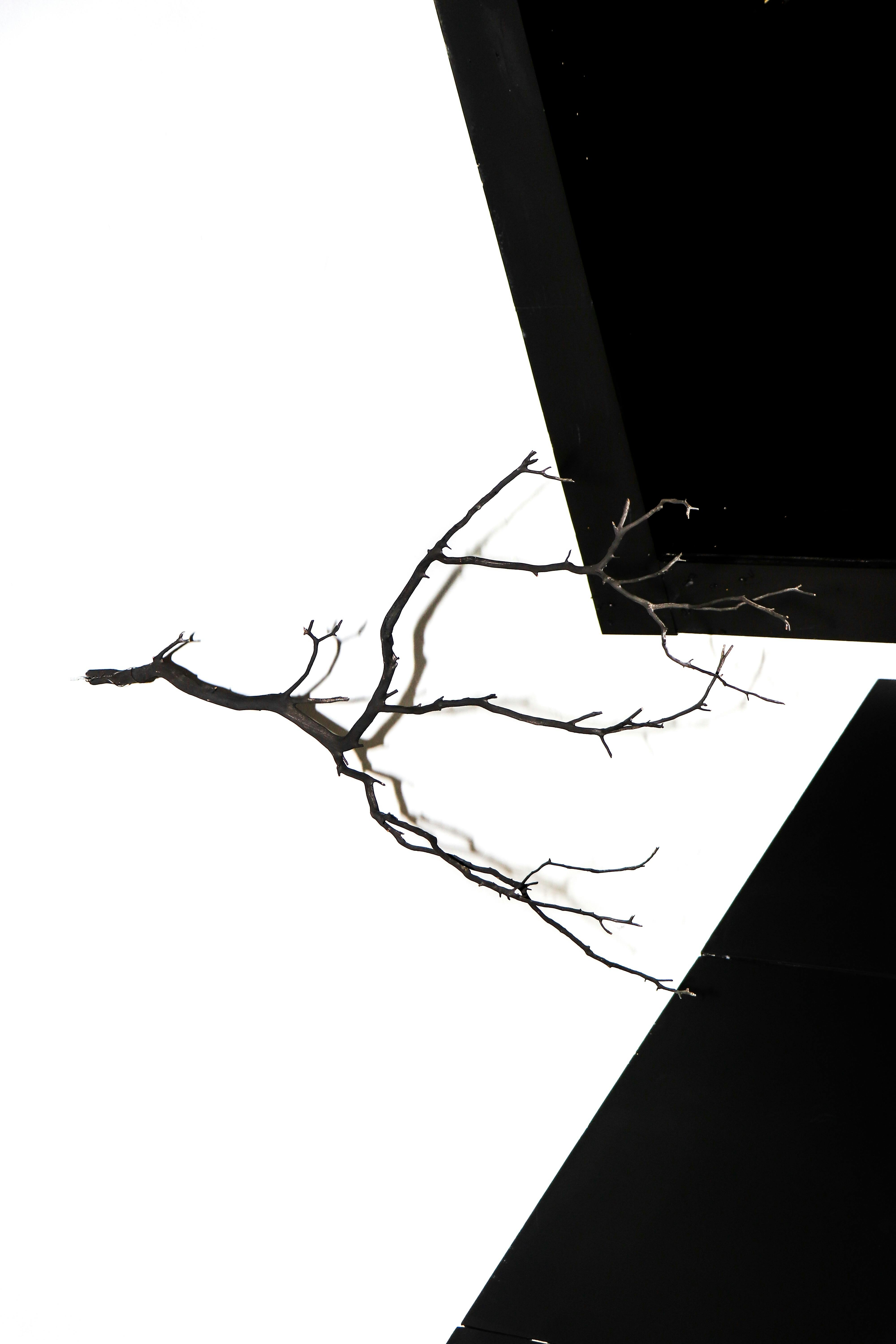 Close-up of a Branch · Free Stock Photo