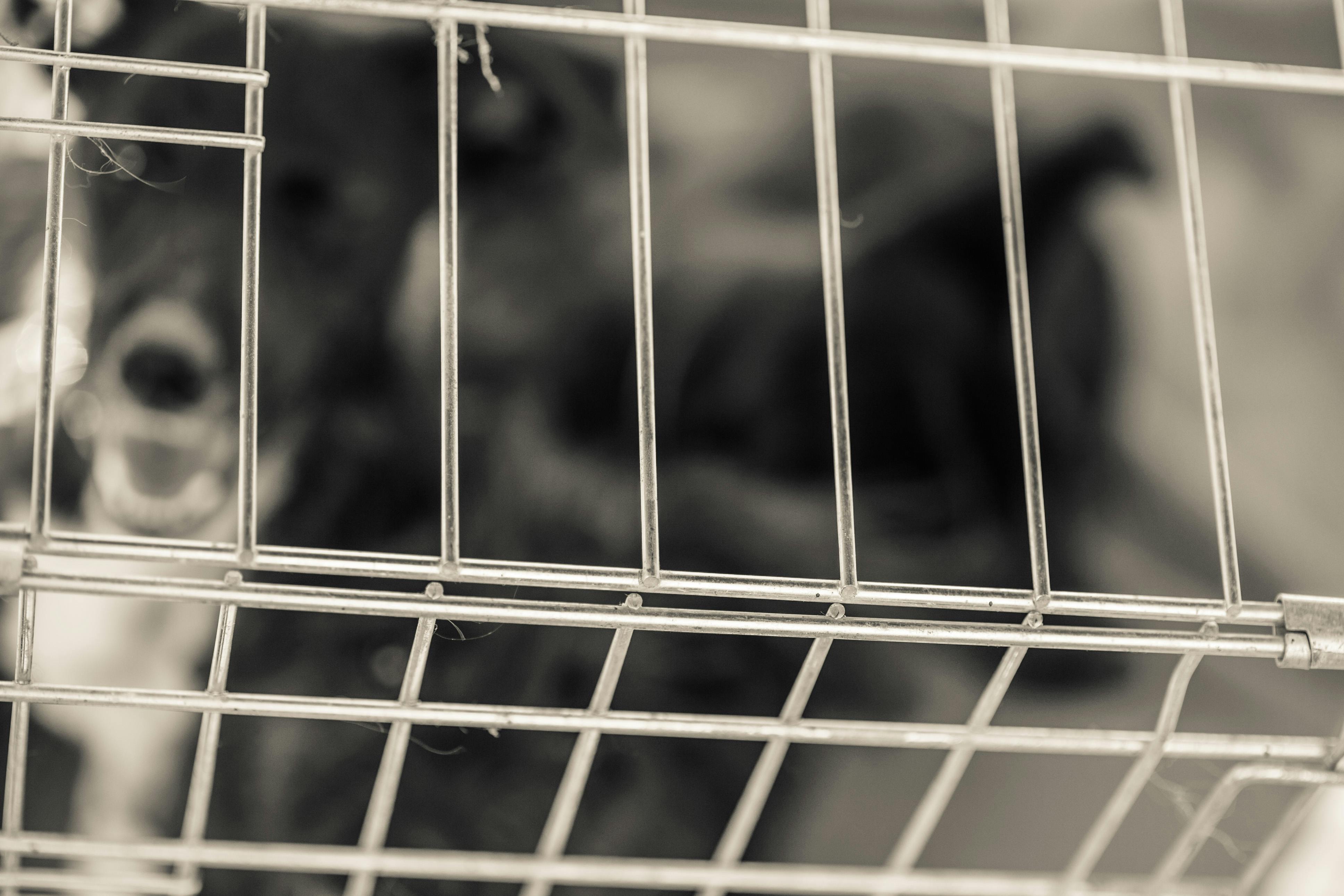 Free stock photo of animal rescue, dog, rescued dog