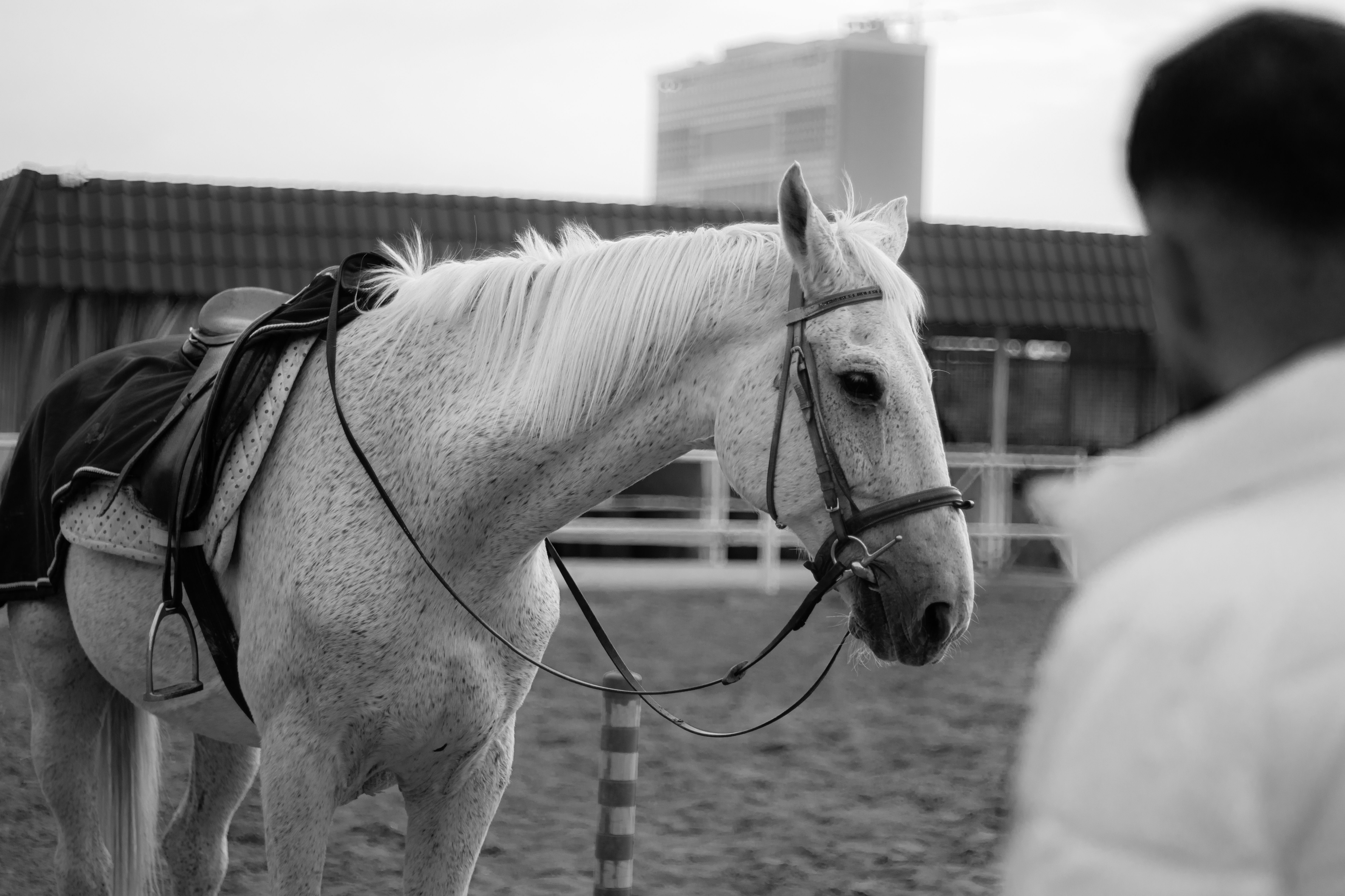 Grayscale Photo of a Horse · Free Stock Photo