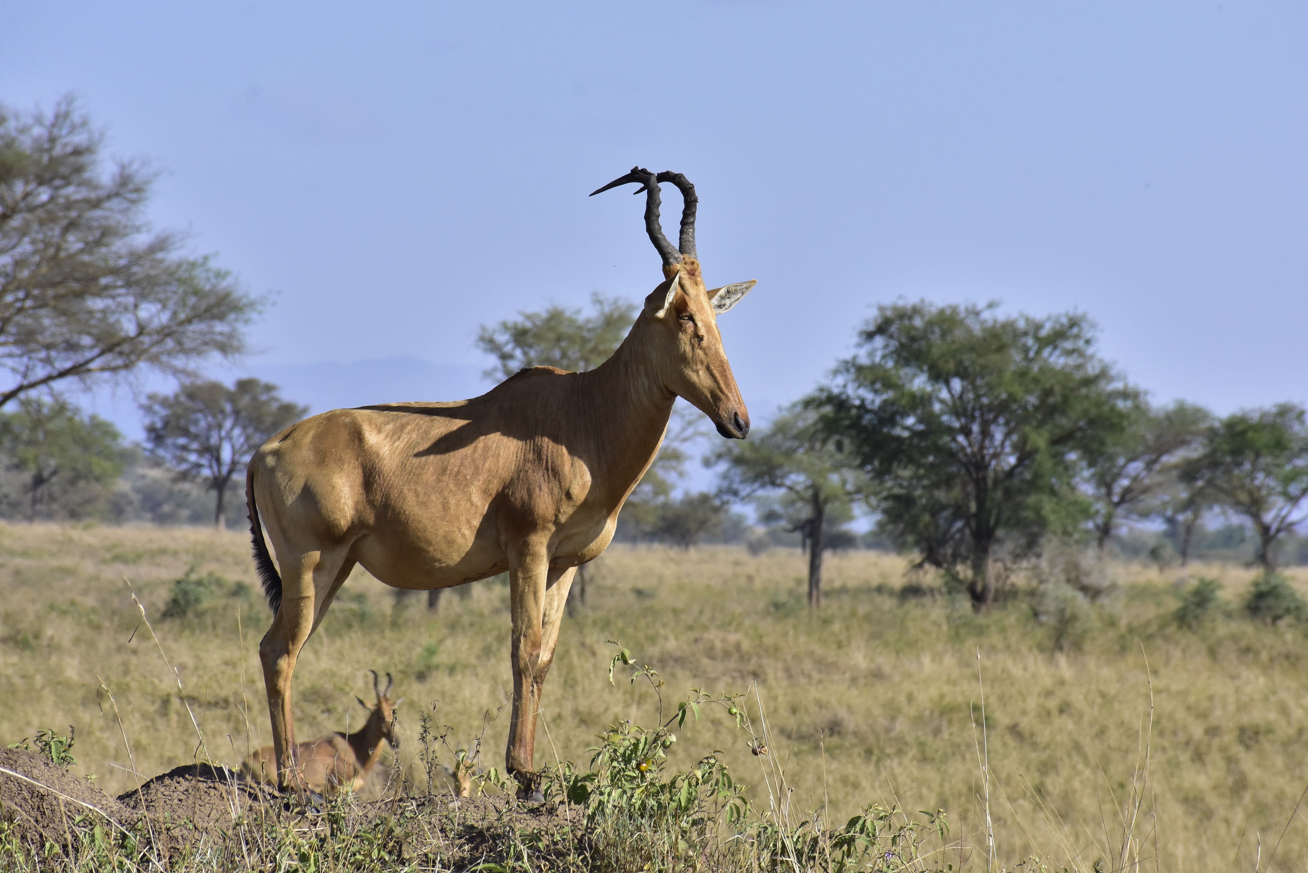 Photo of a Hartebeest · Free Stock Photo