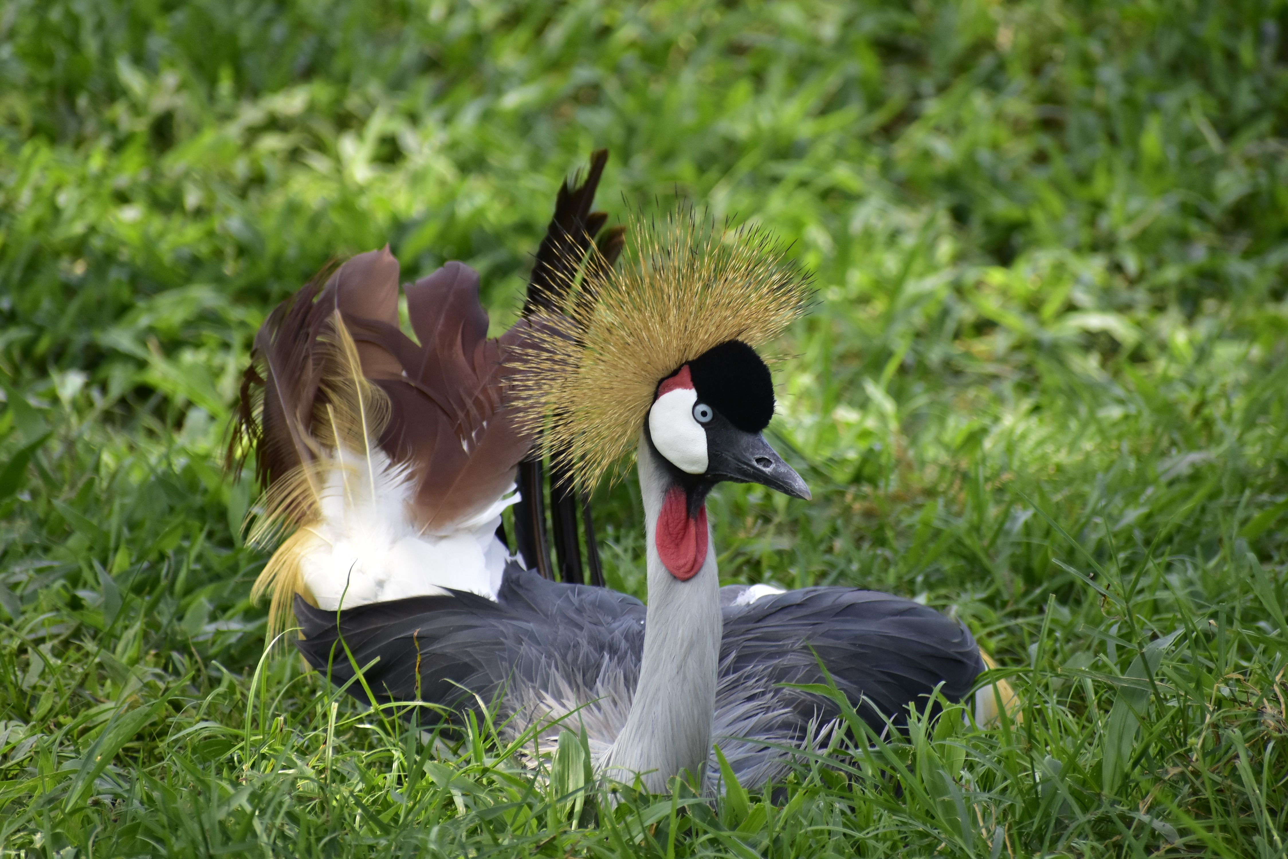 Photo gratuite de animal, appareil photo, aviaire, balearica regulorum ...