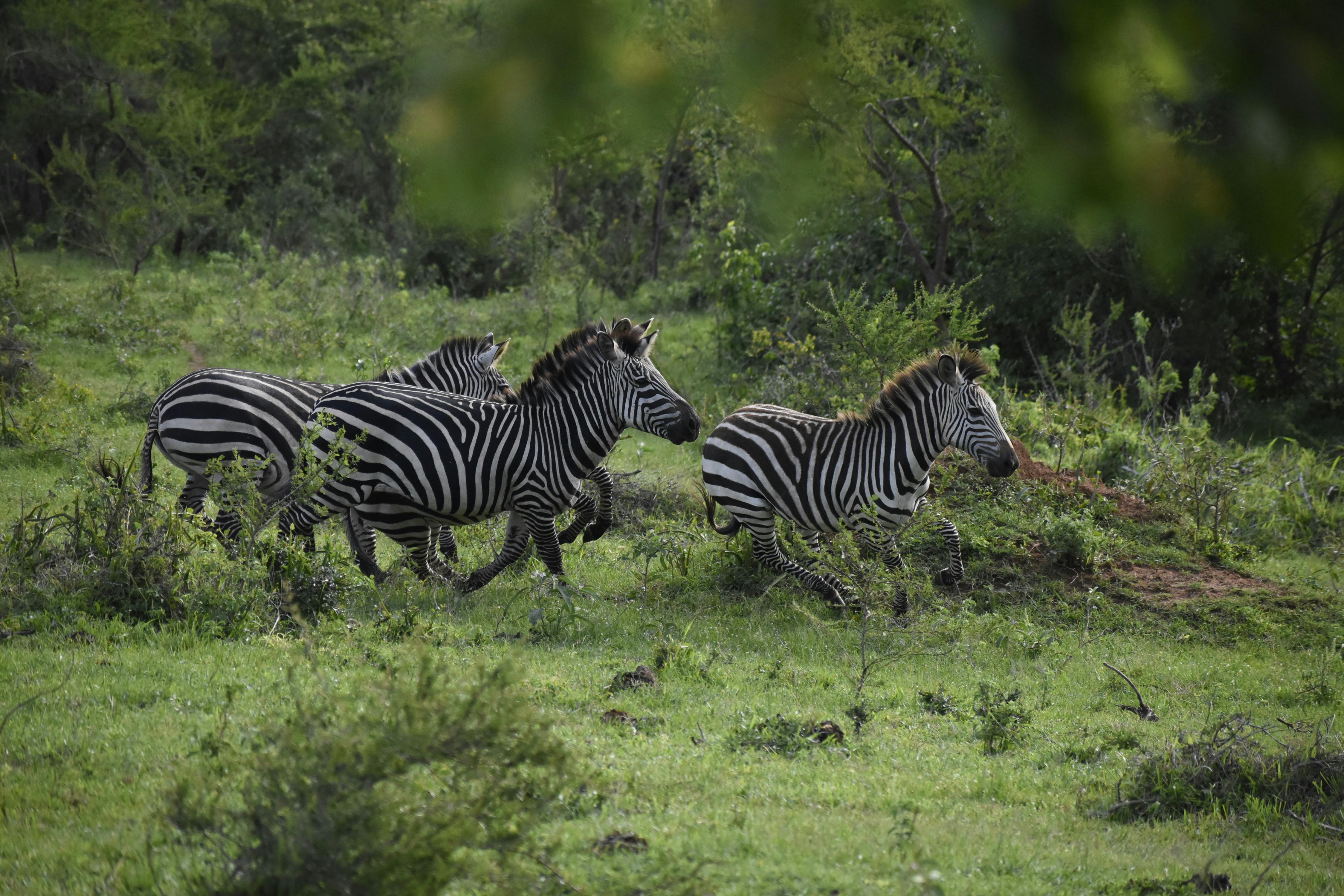 Zebras Running Photos, Download The BEST Free Zebras Running Stock ...