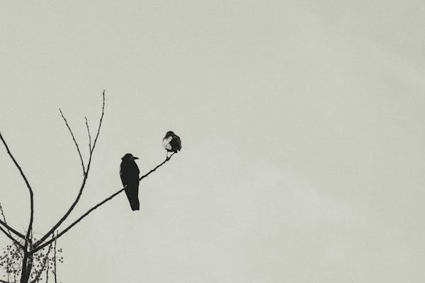 Crows Photos, Download The BEST Free Crows Stock Photos & HD Images