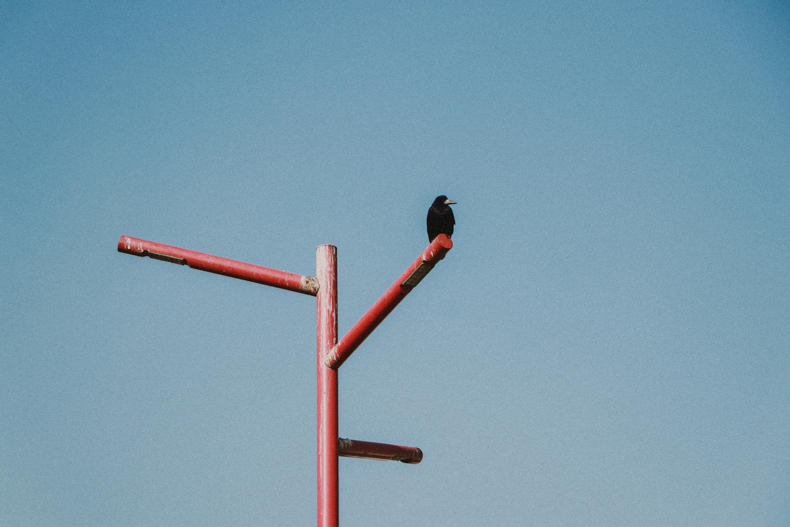 Who Is Sam Crow on Sons of Anarchy? [Comprehensive Answer] - CGAA.org