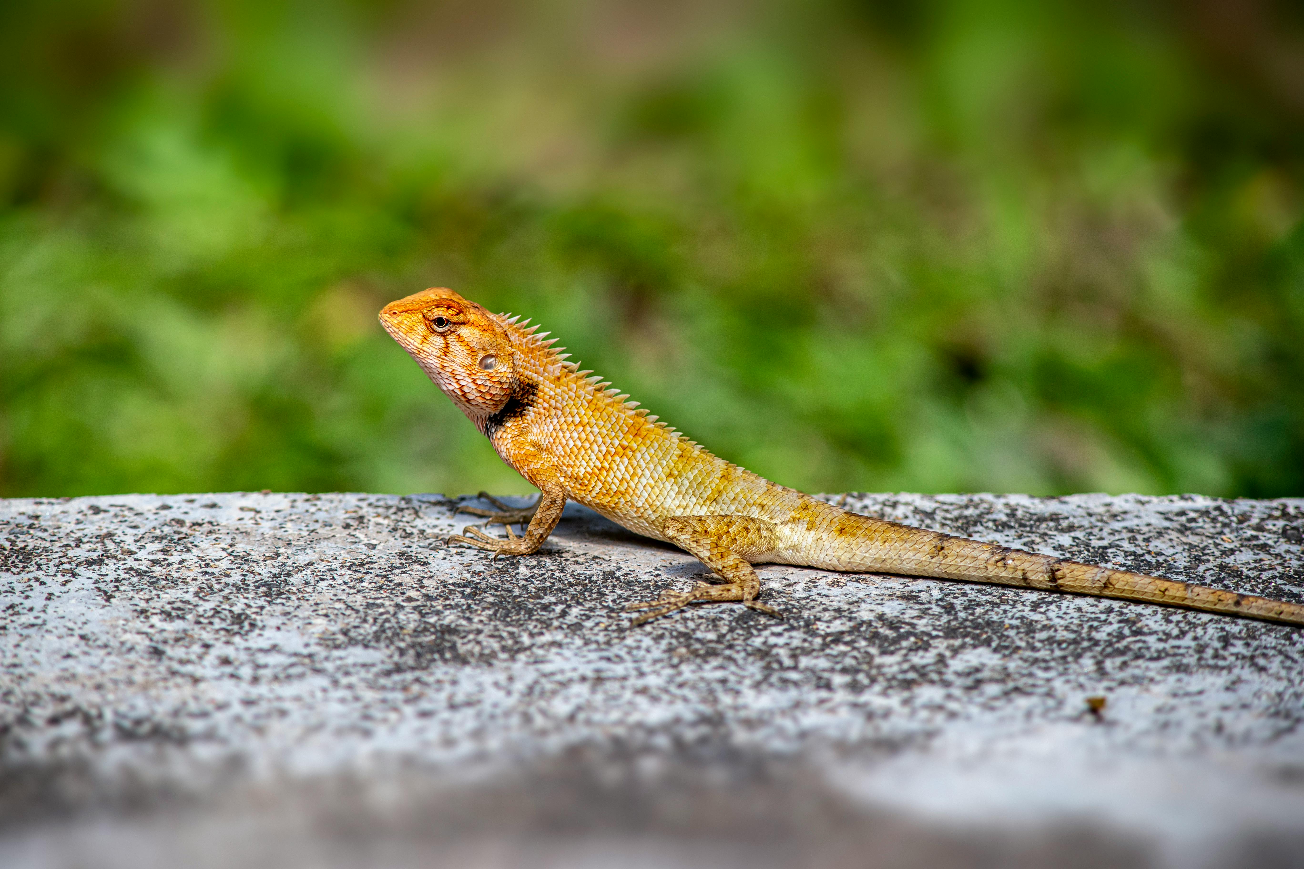 Green Crested Lizard · Free Stock Photo