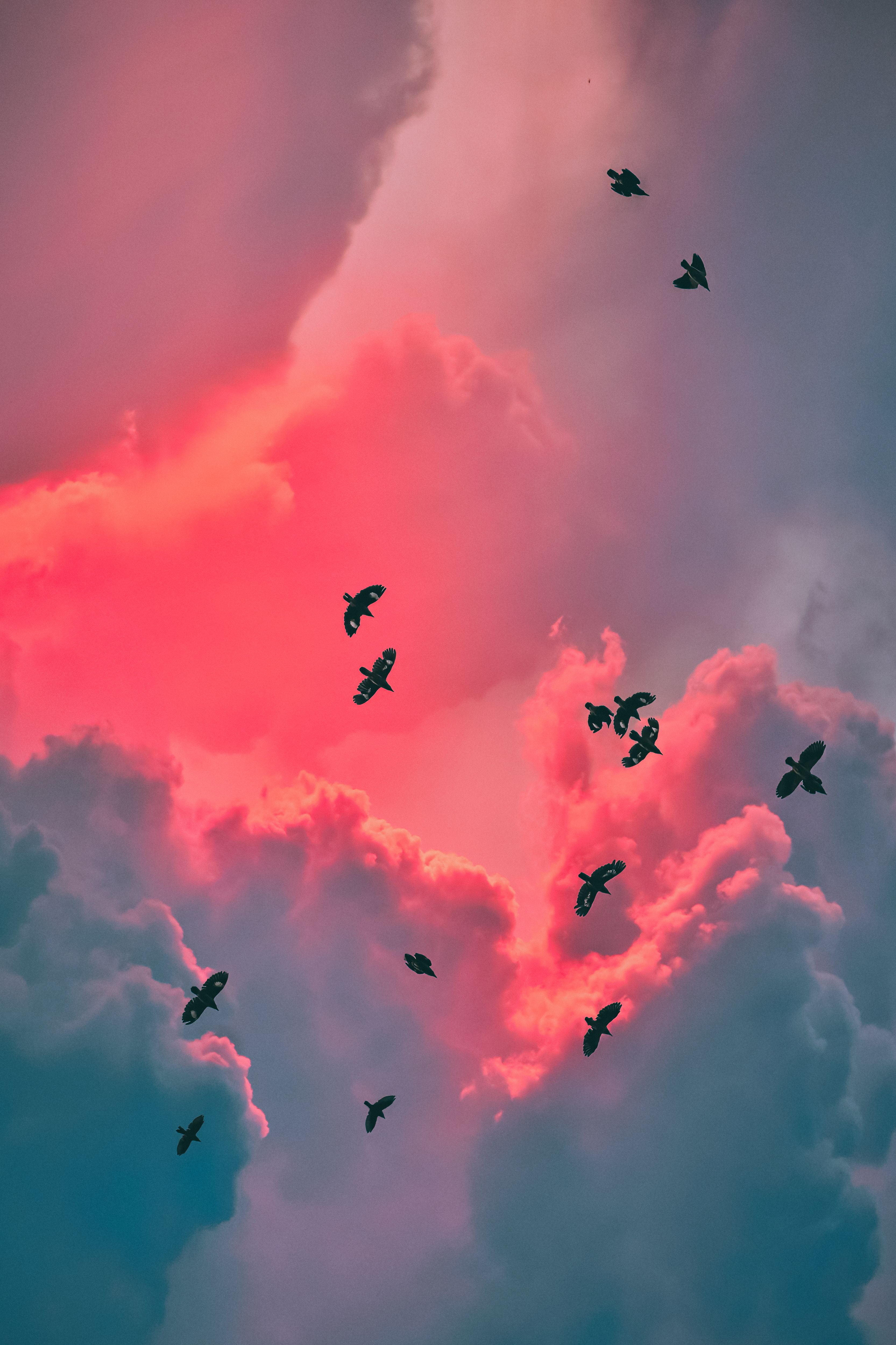 Birds Flying under Clouds at Dusk · Free Stock Photo