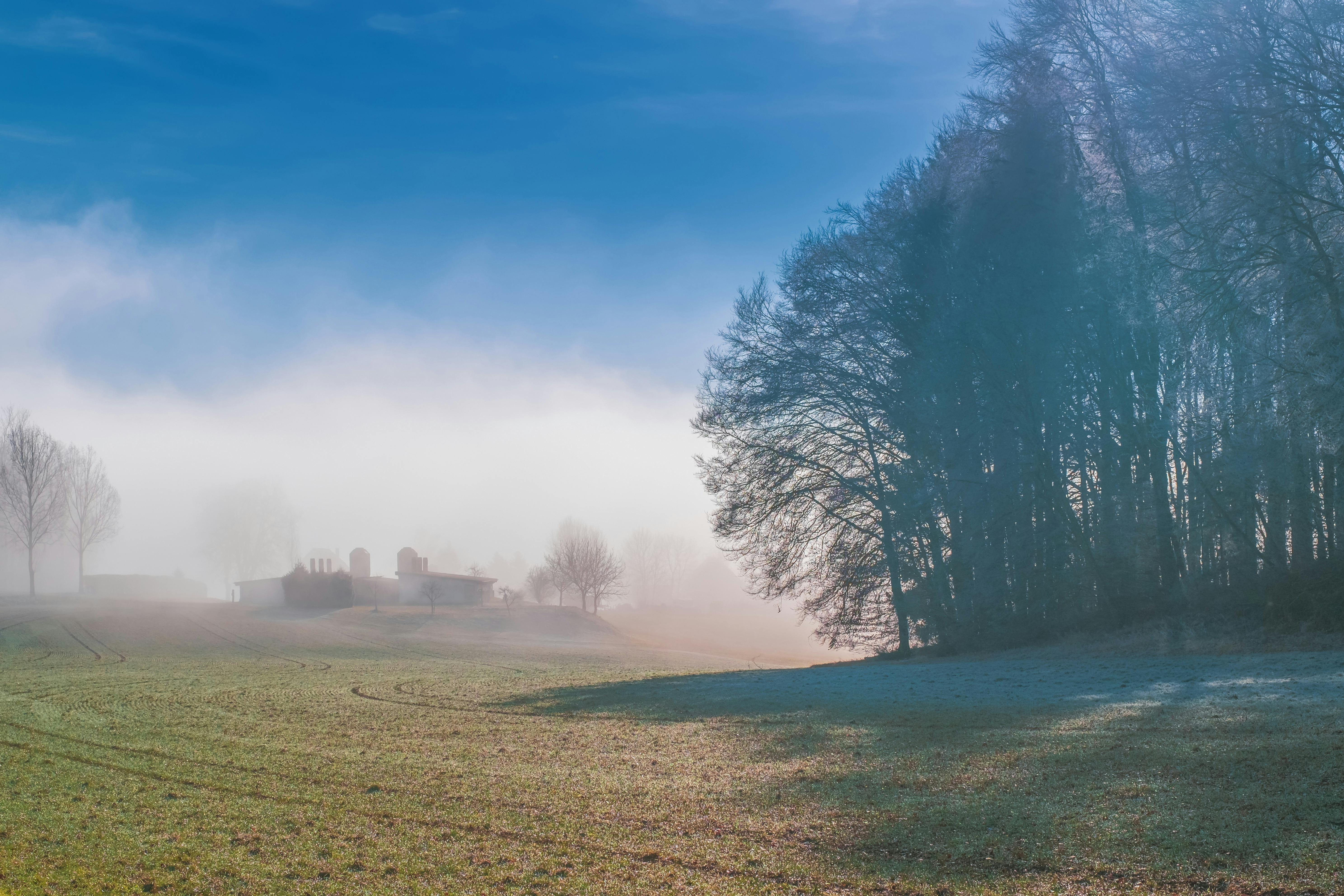 Fog over Field and Forest · Free Stock Photo