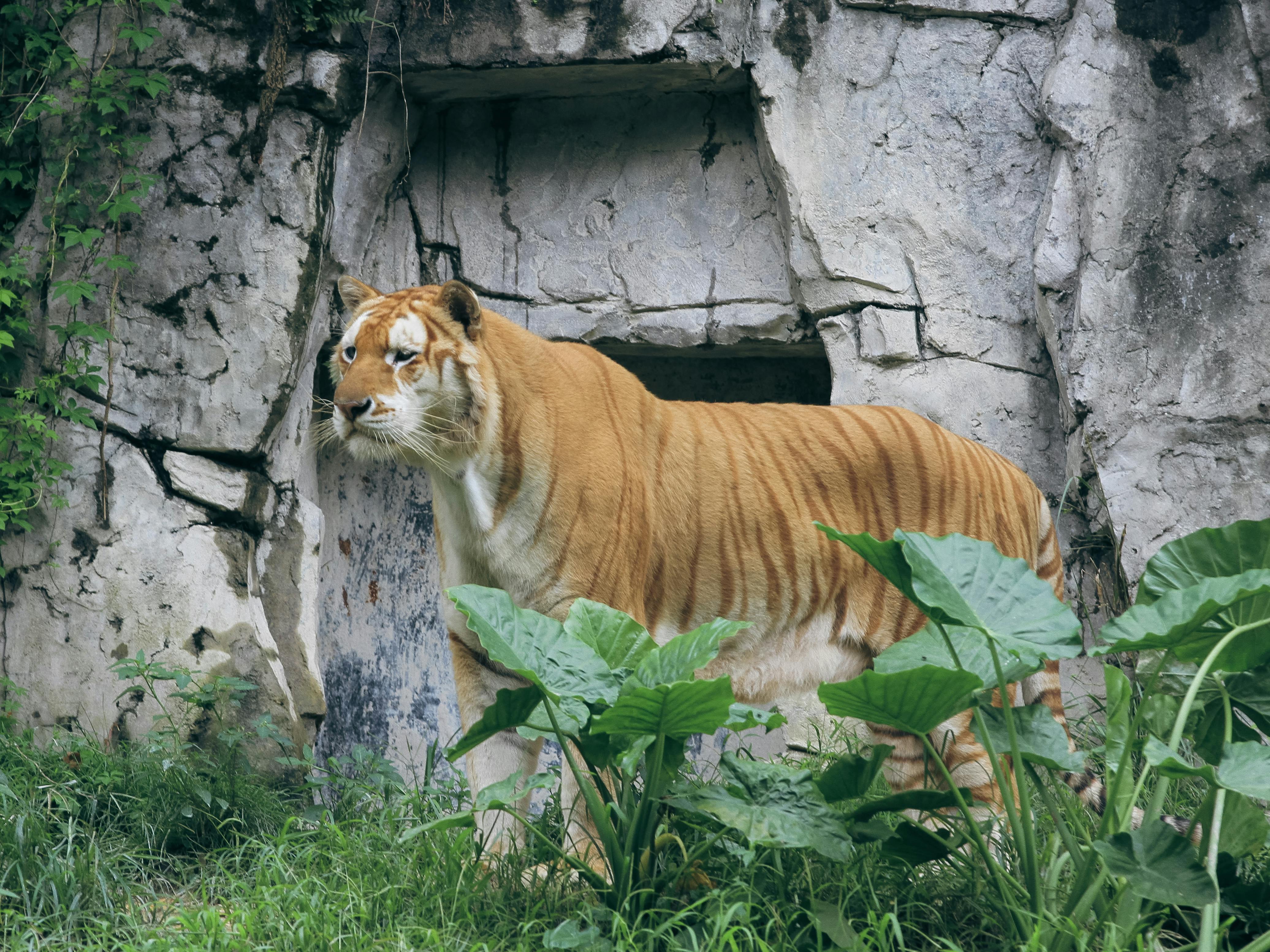 Observing Tiger Photos, Download The BEST Free Observing Tiger Stock ...