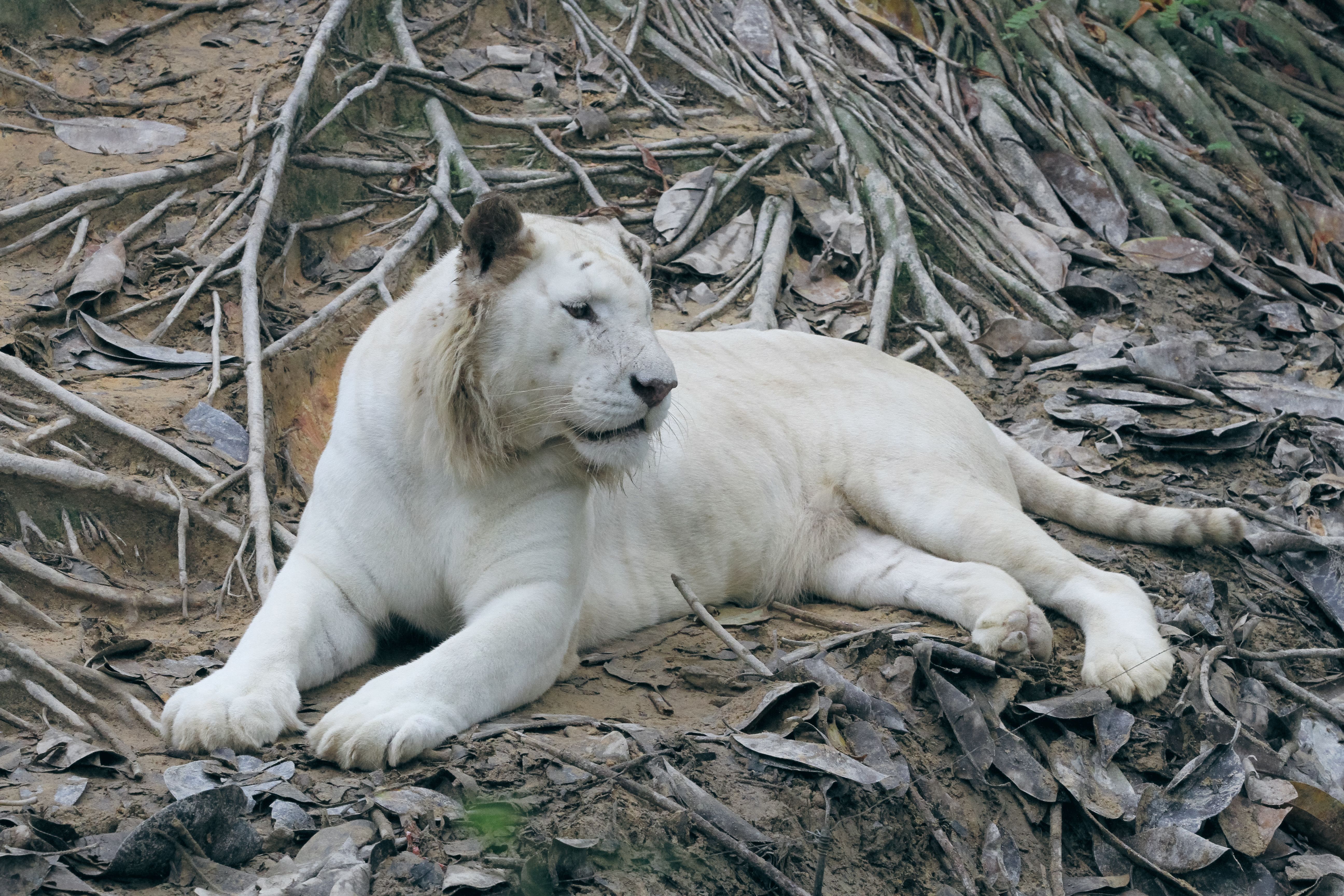 Stripeless White Tiger