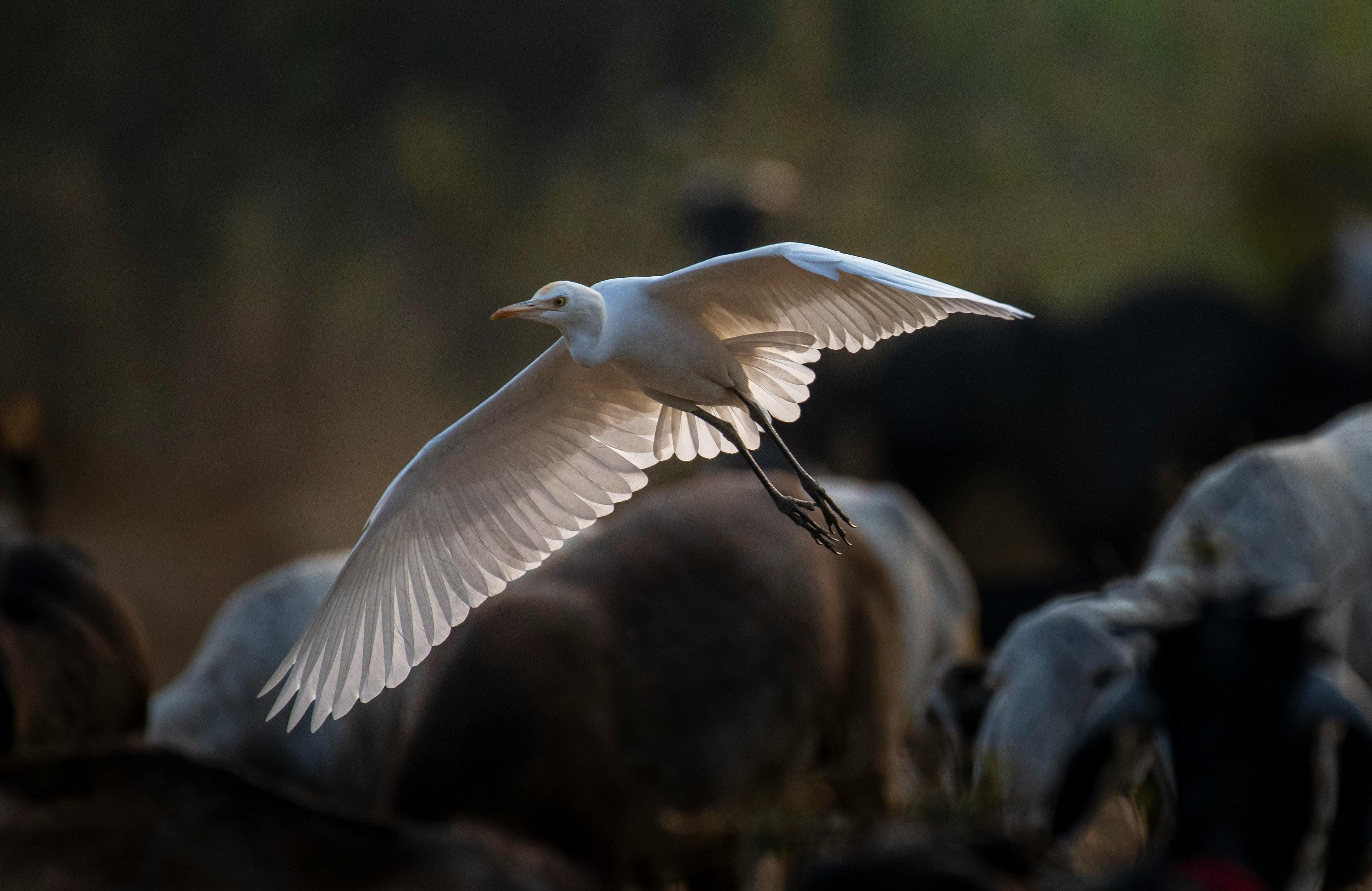 Close up of Flying Bird · Free Stock Photo