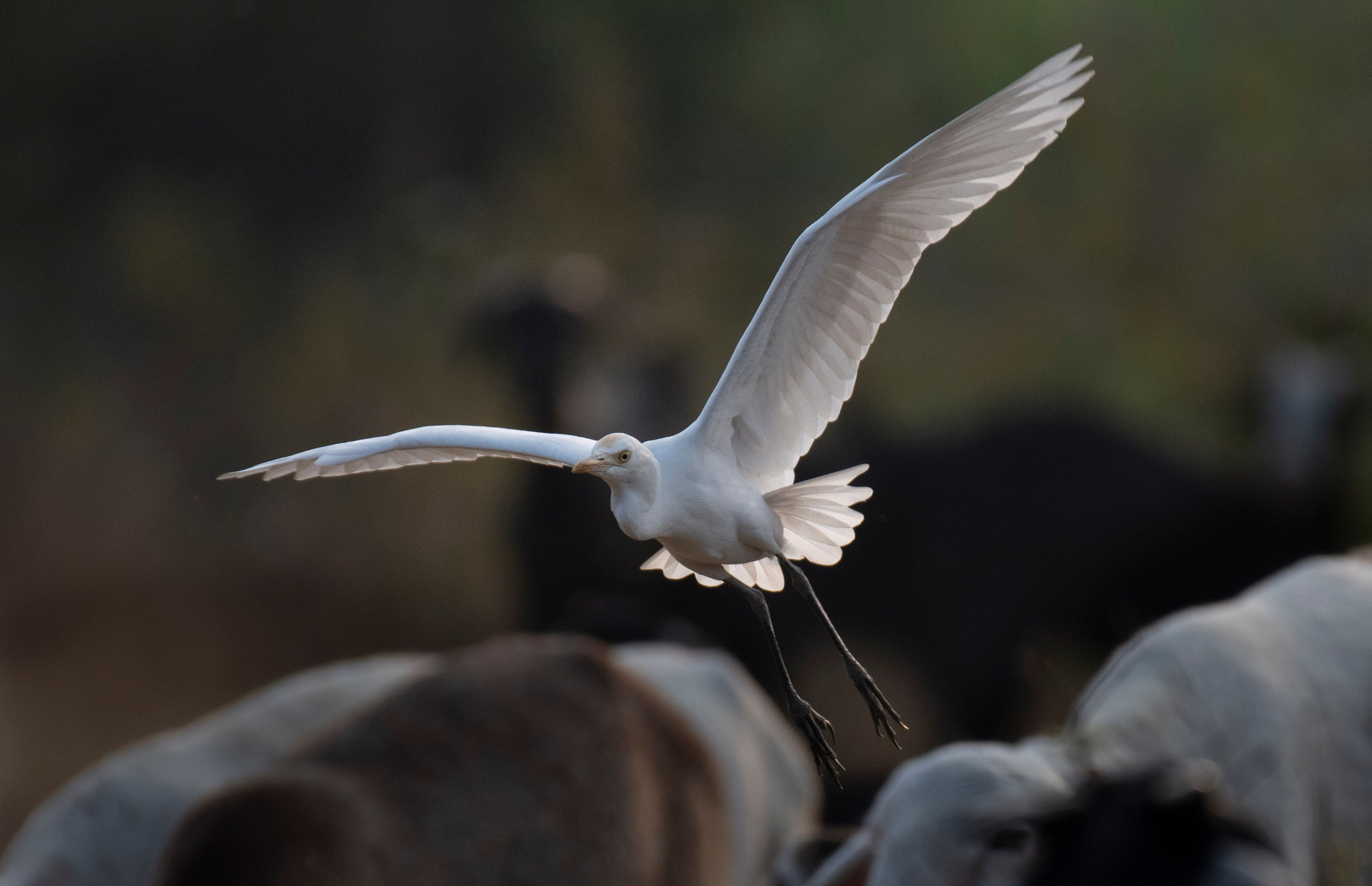 Photo of a White Bird Flying · Free Stock Photo