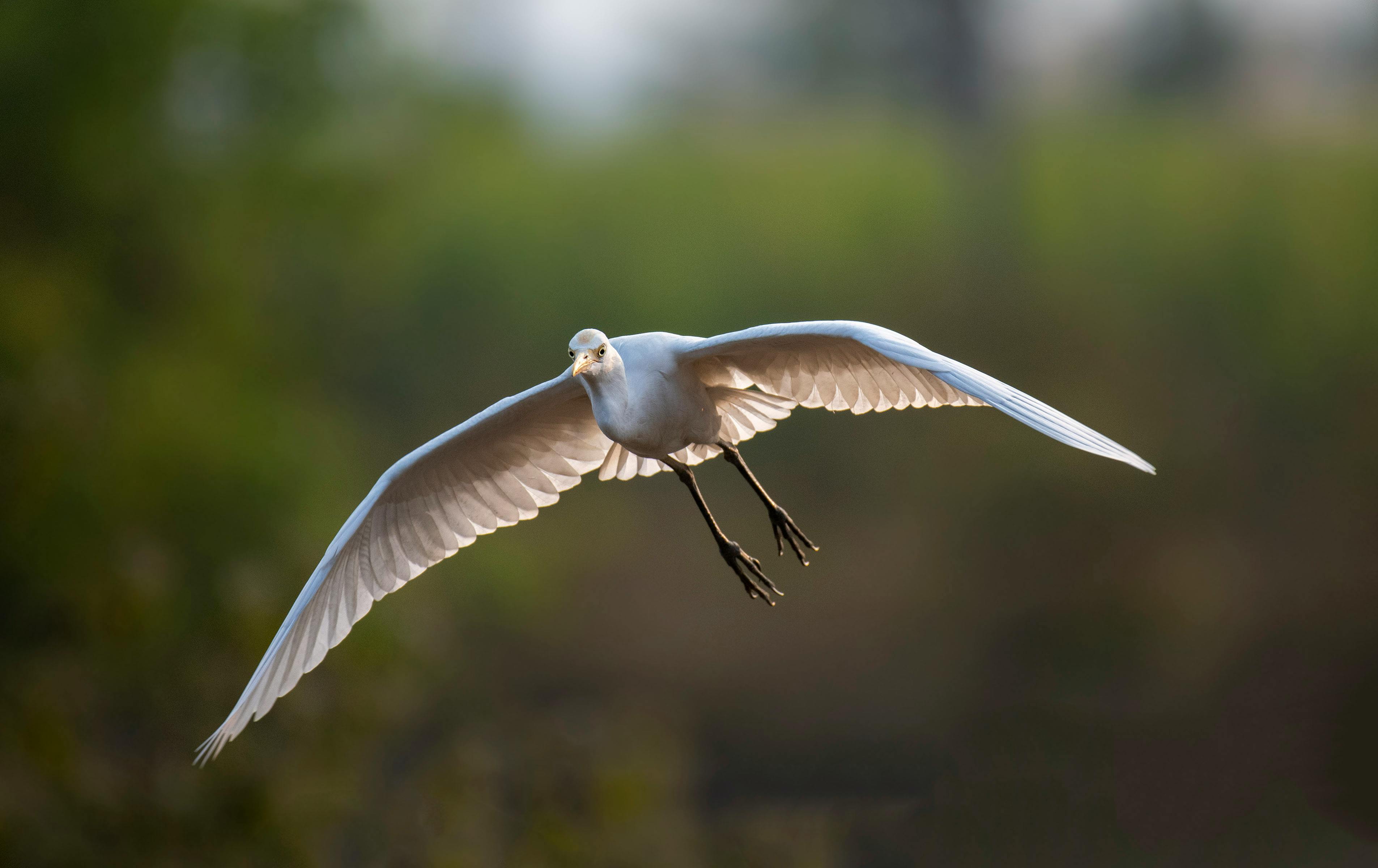 Photo of a White Bird Flying · Free Stock Photo