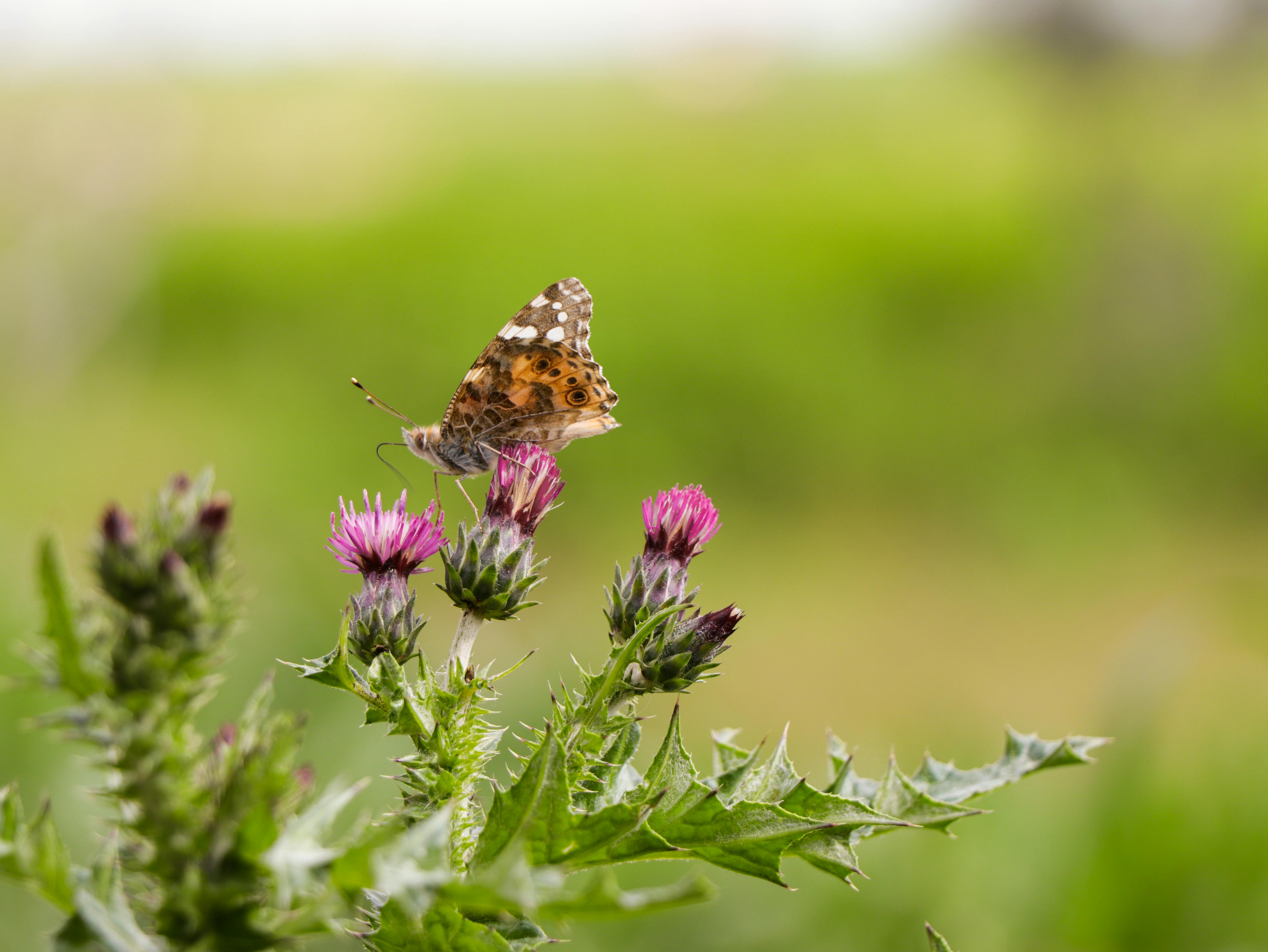 Close-up of Butterfly Pollinating Flower · Free Stock Photo