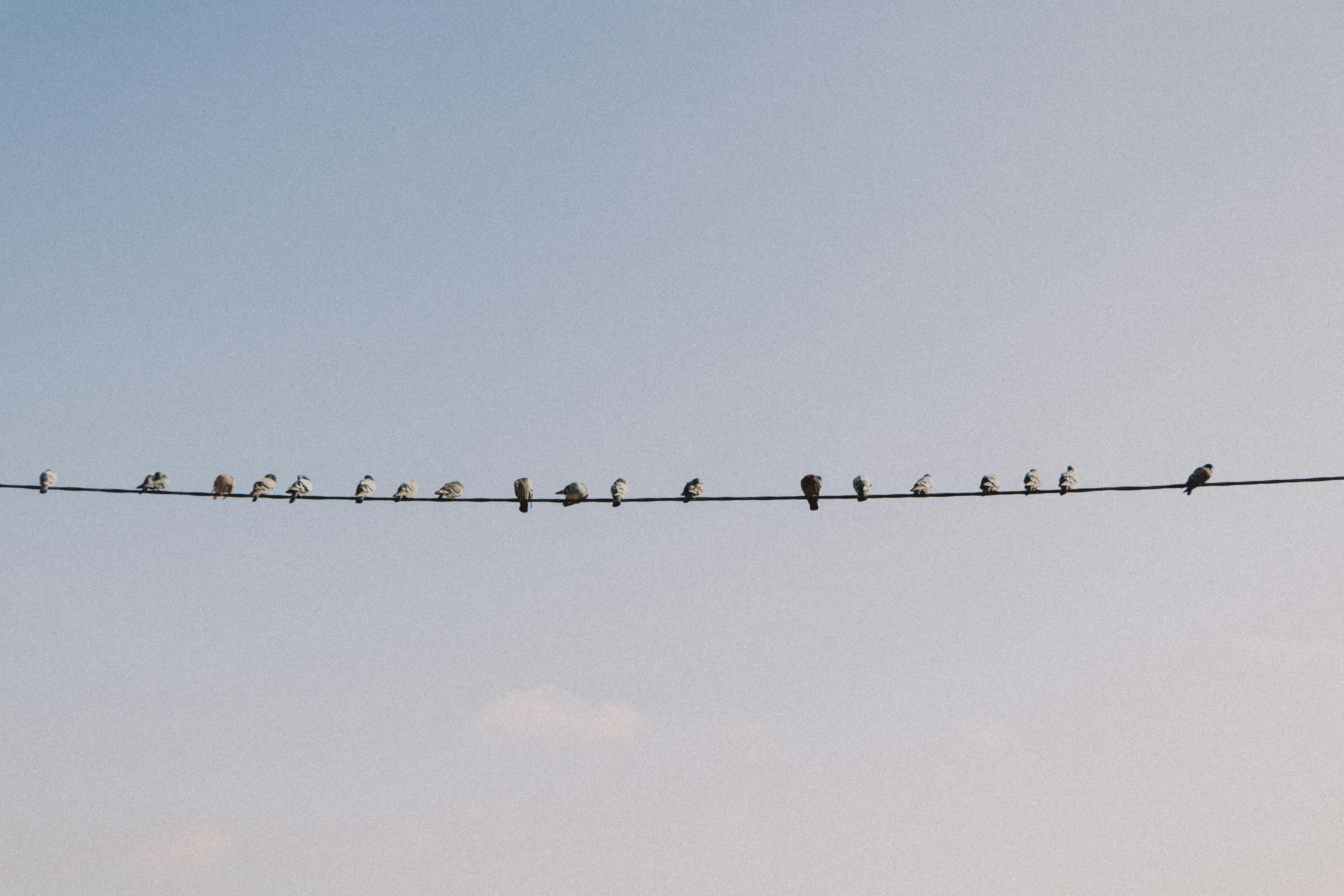 Flight Of Black Bird Above Tree · Free Stock Photo
