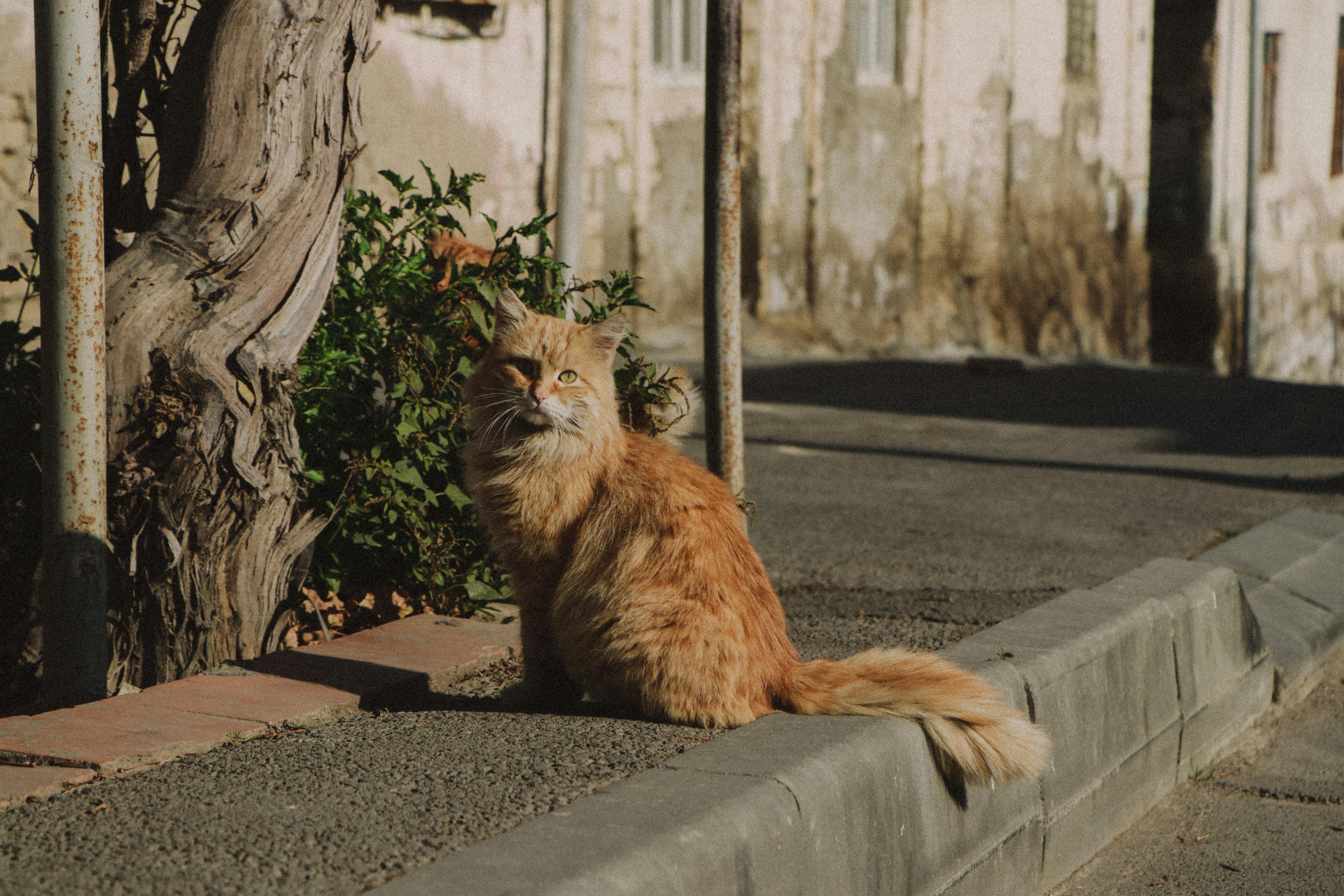 Cat Sitting on Sunlit Sidewalk · Free Stock Photo