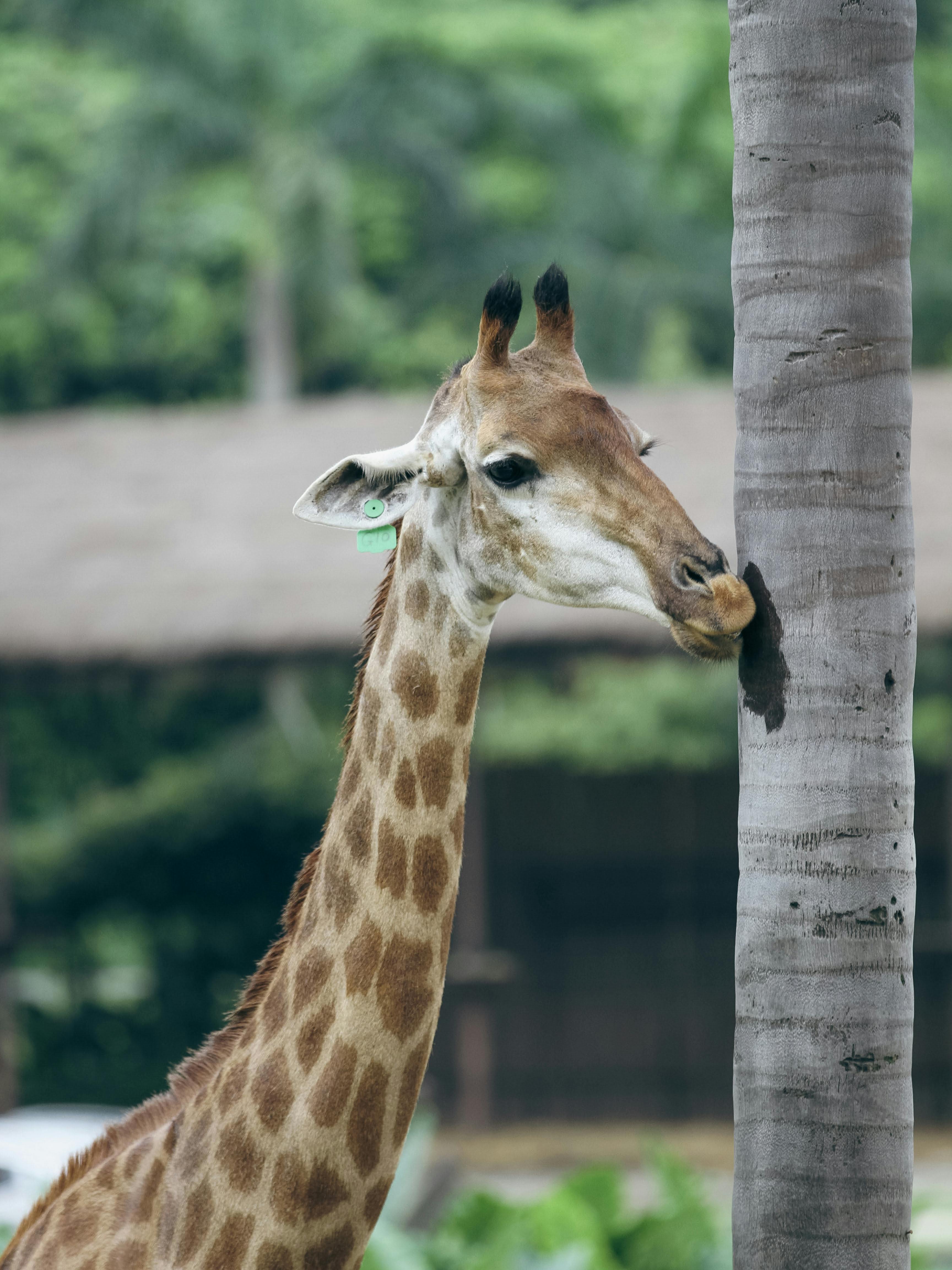 Giraffe Leaking Bark · Free Stock Photo