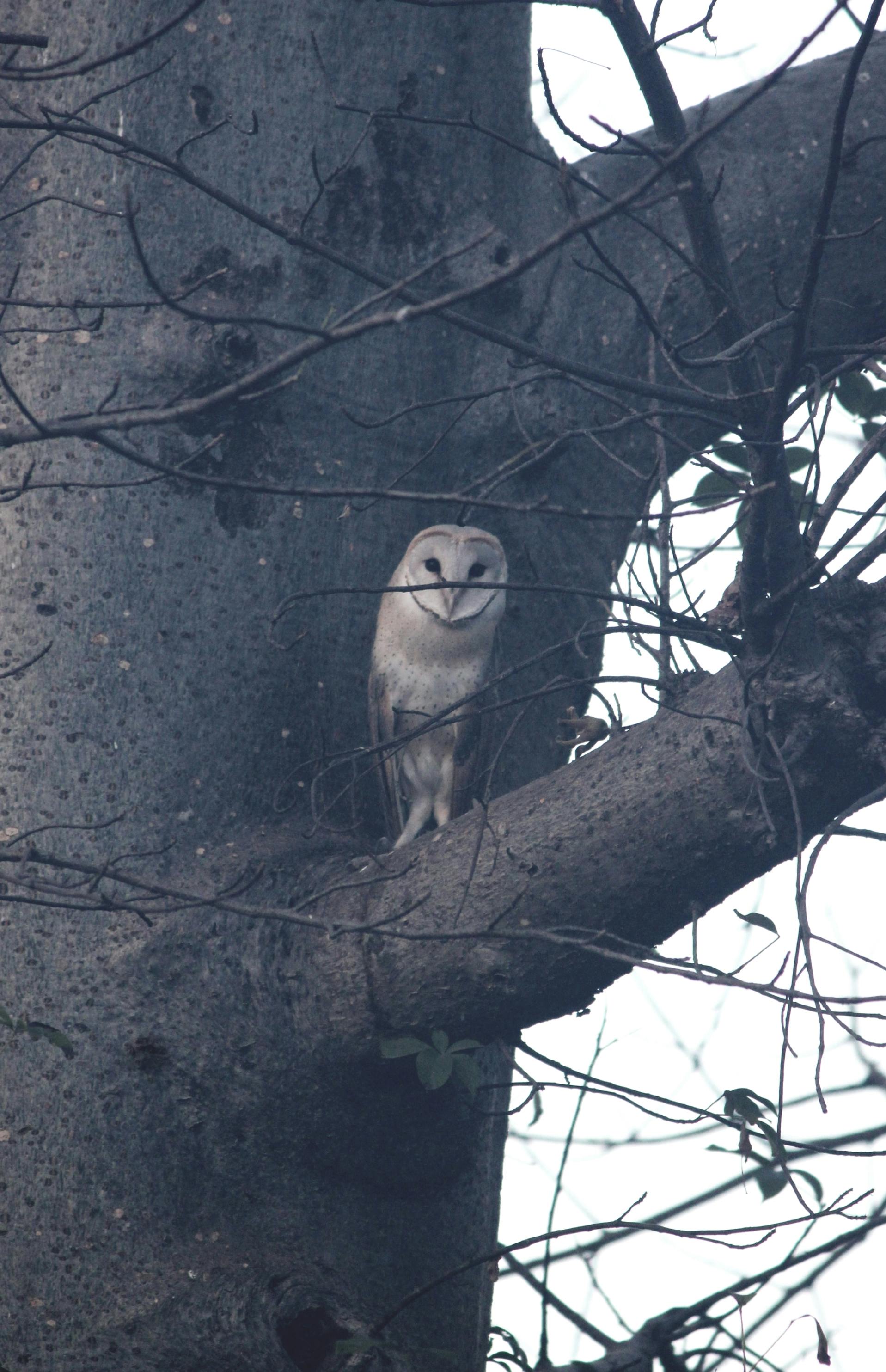 Barn Owl Perched on Tree · Free Stock Photo