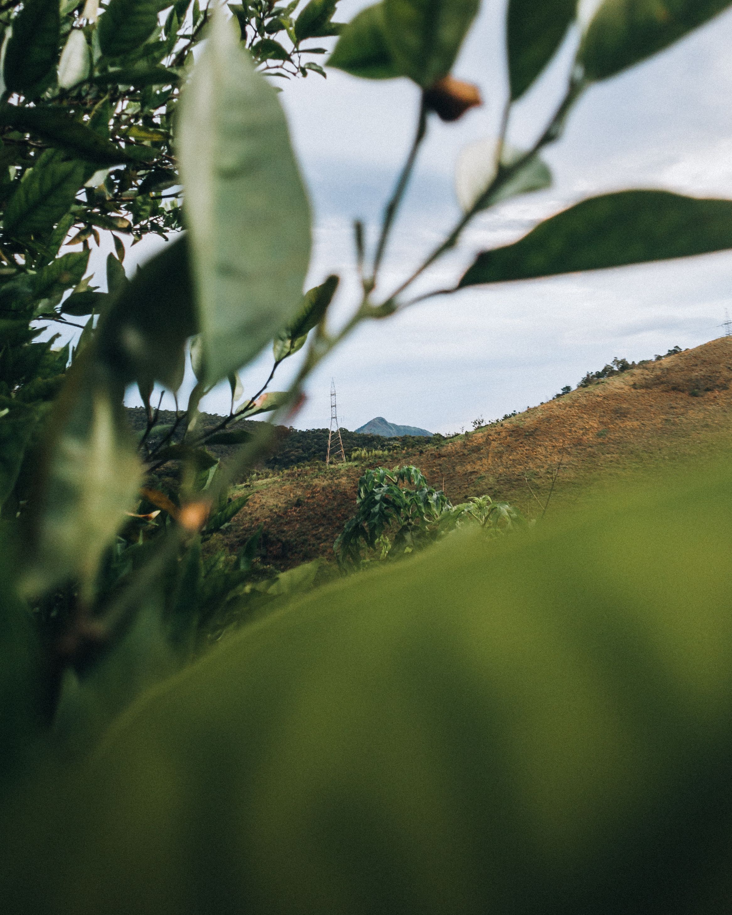 Hill behind Leaves · Free Stock Photo