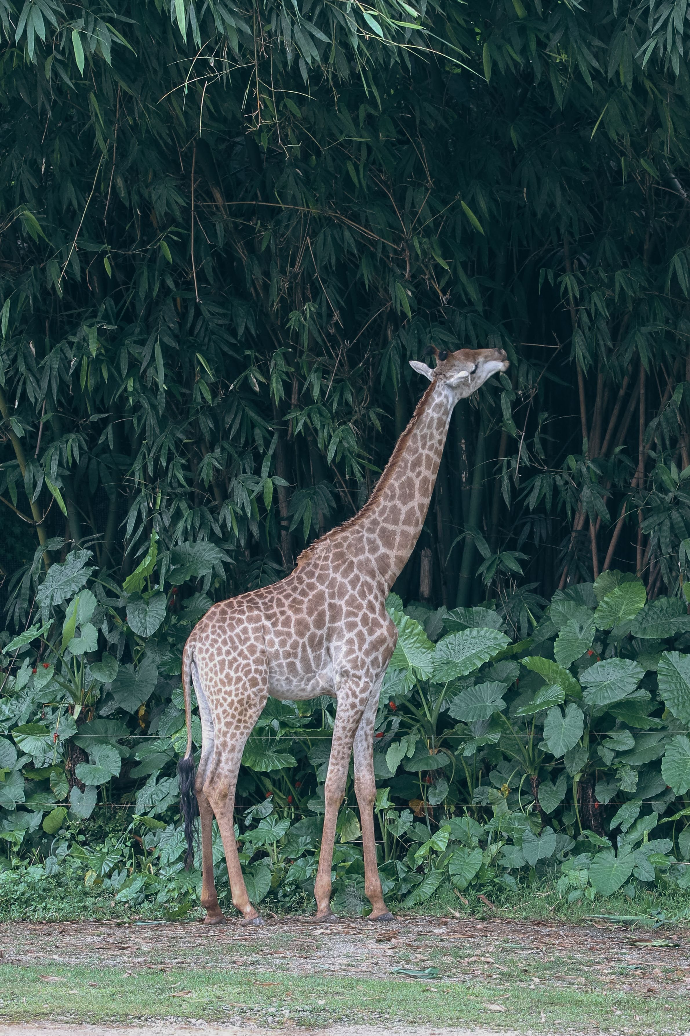 Giraffe Som Spiser Blader Giraffe Spiser Blader Fargeleggingsside