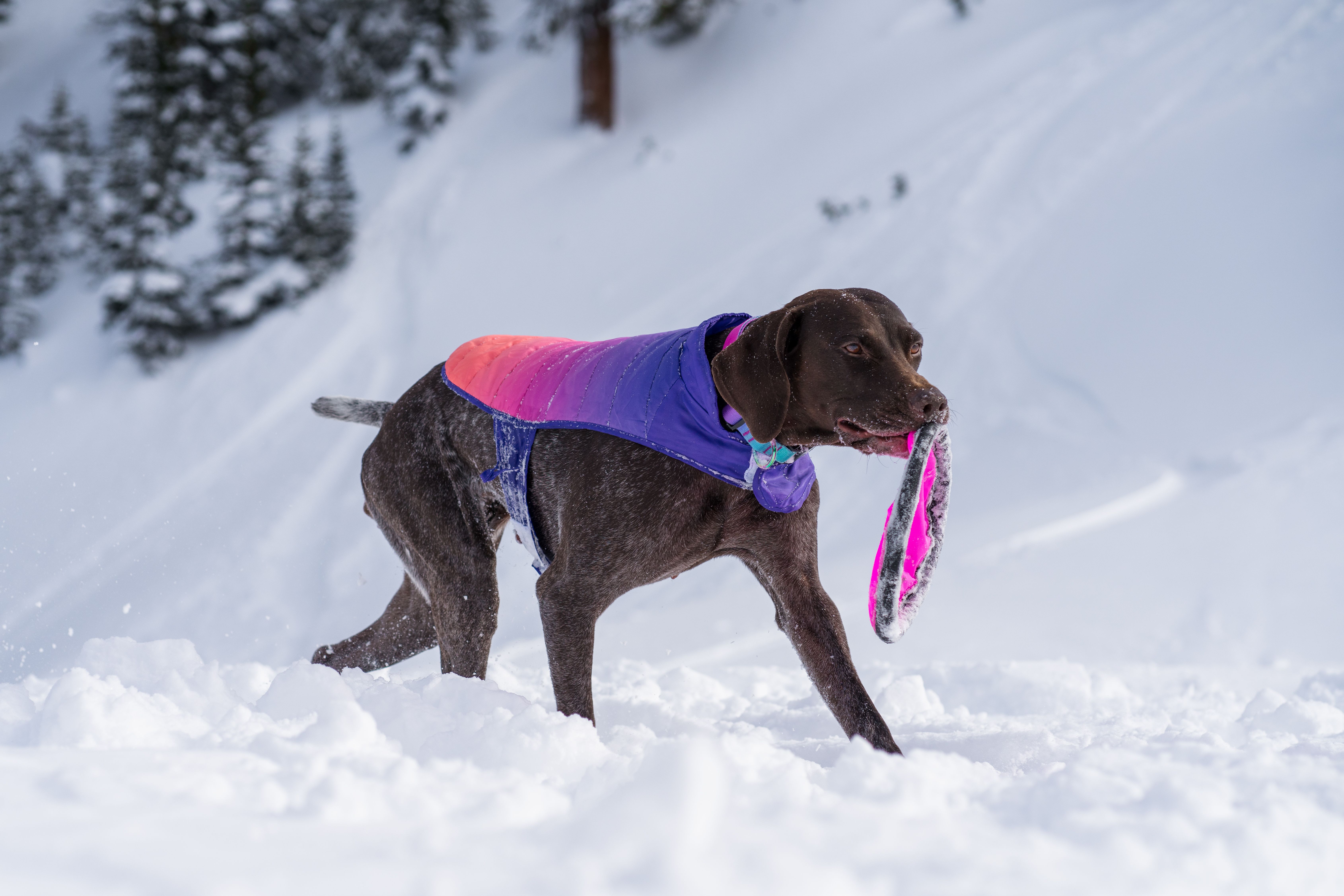 Dog Running on Snow Covered Ground · Free Stock Photo