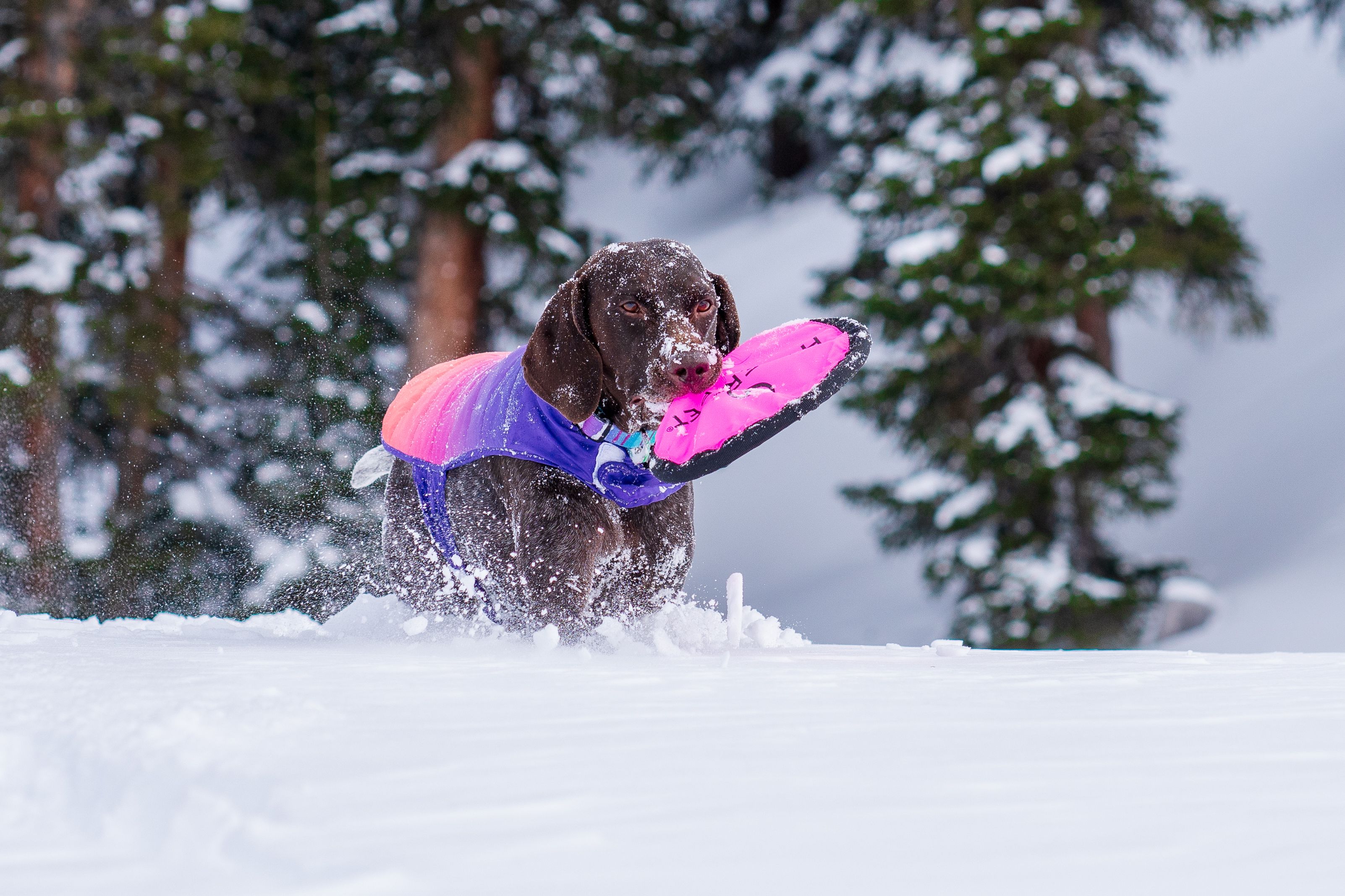 Brown Dog Playing on Snow · Free Stock Photo