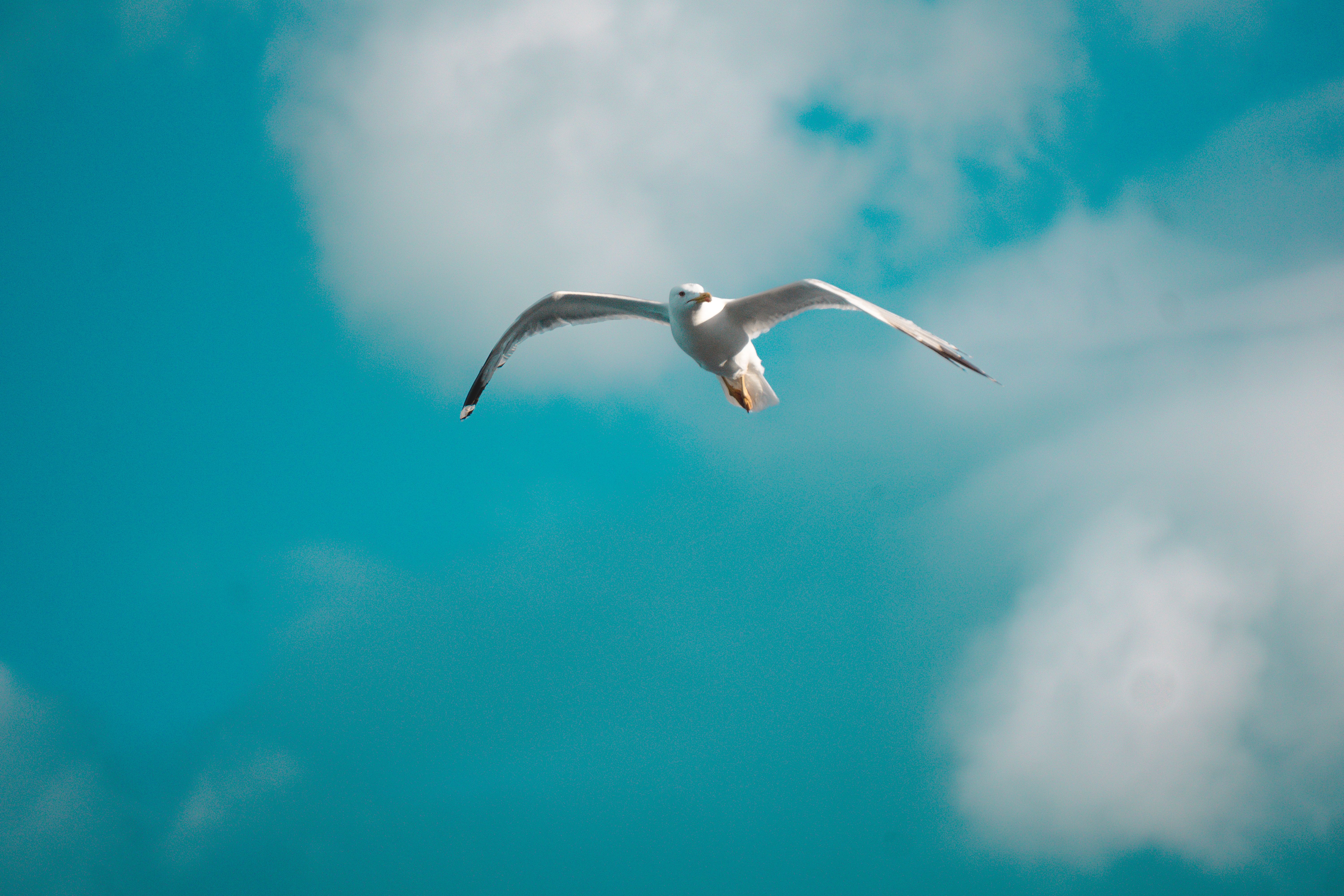 A White Bird Flying Under the Blue Sky · Free Stock Photo