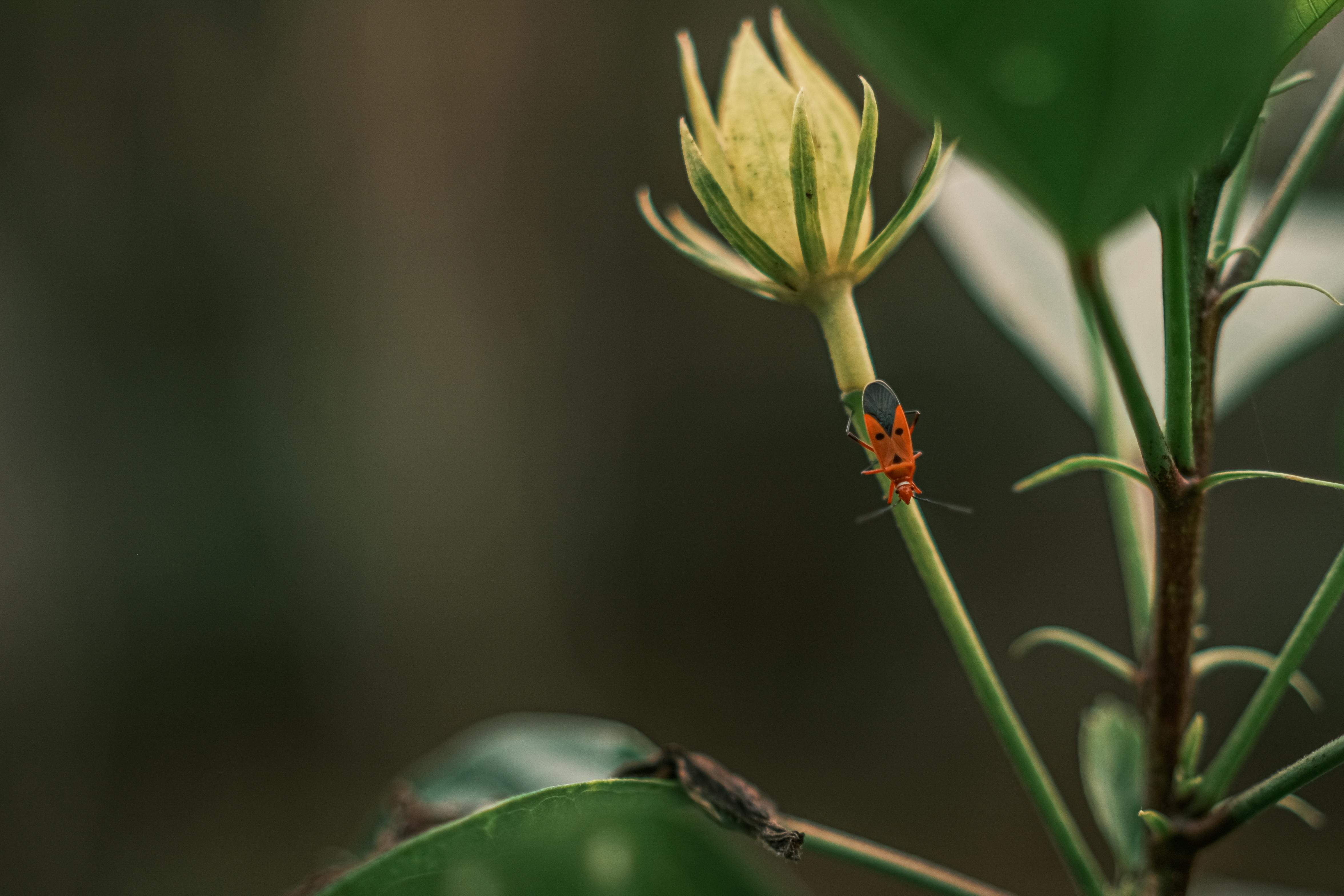 Bud True Nuong Photos, Download The BEST Free Bud True Nuong Stock ...