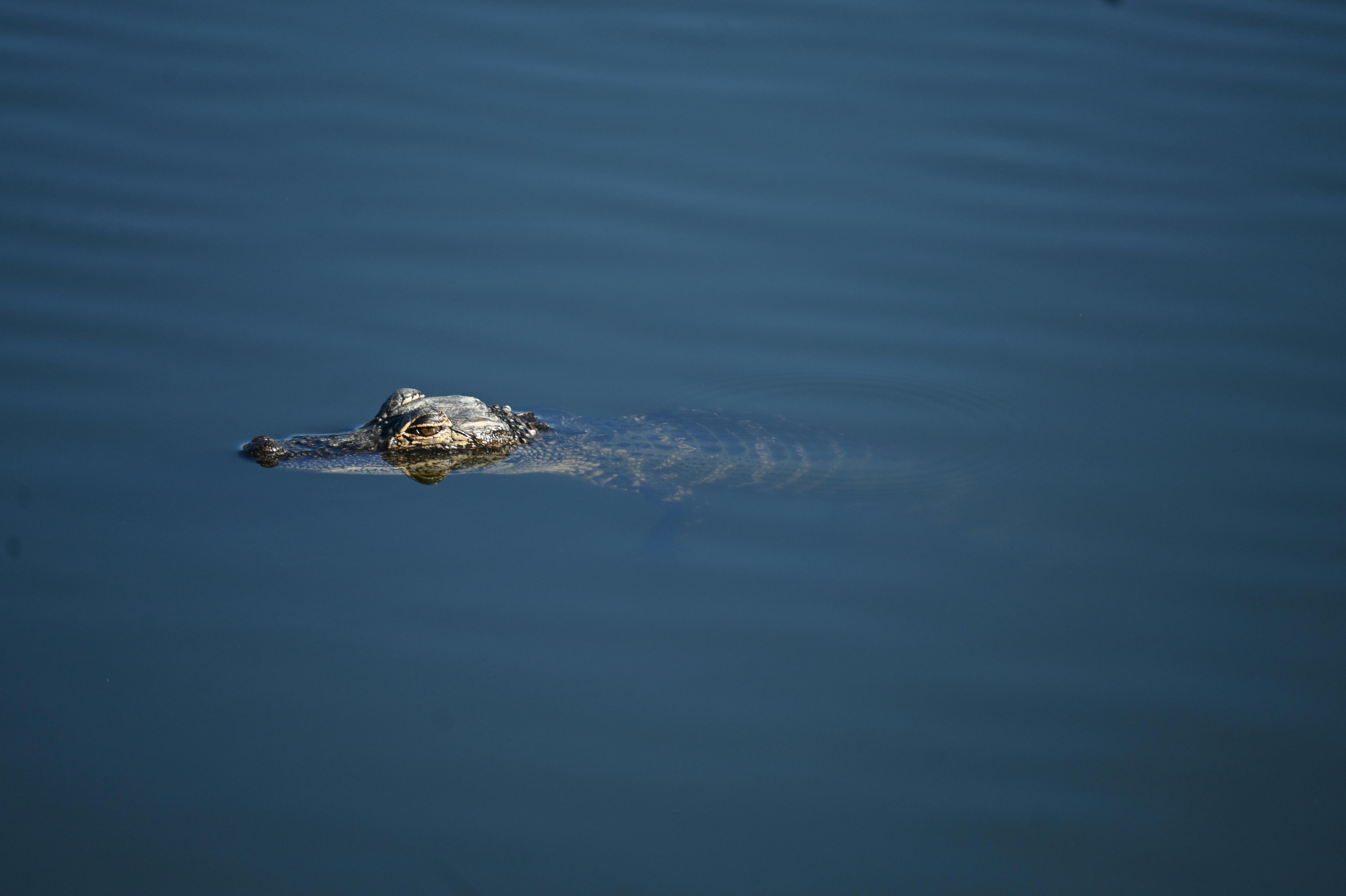 Close-Up Shot of an Alligator in the Water · Free Stock Photo