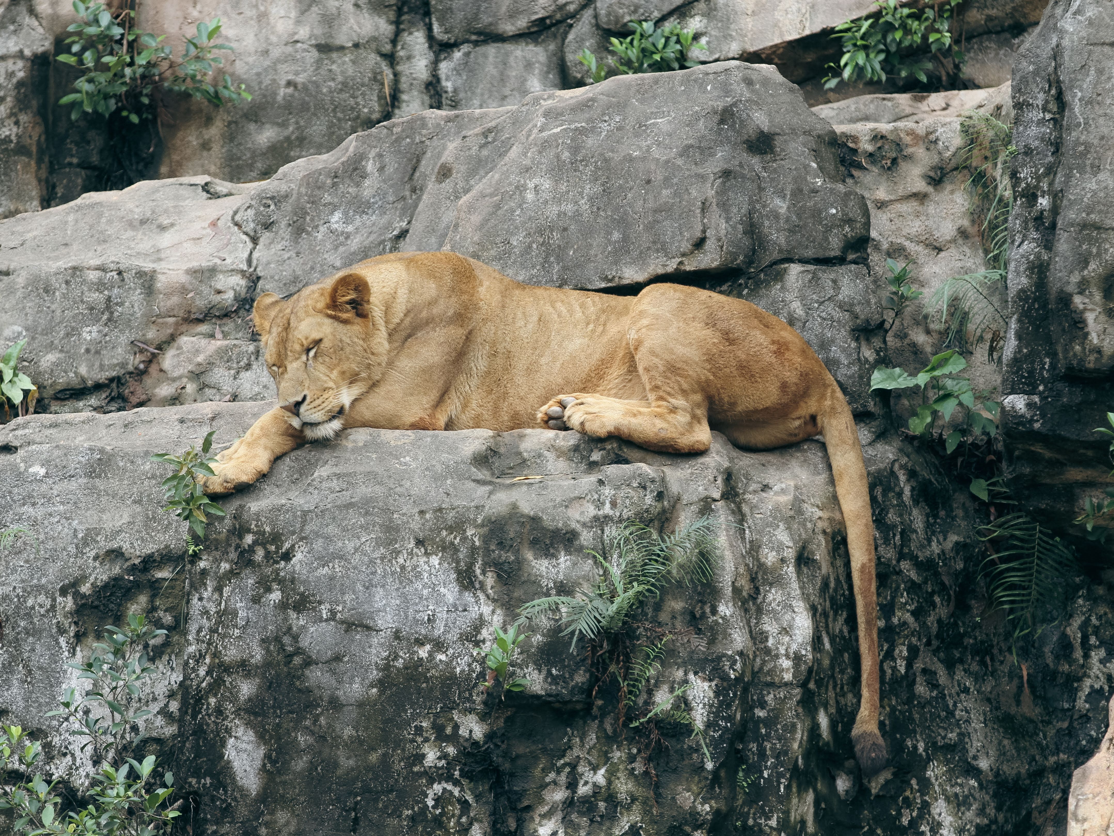 Lion Resting on Rocks · Free Stock Photo