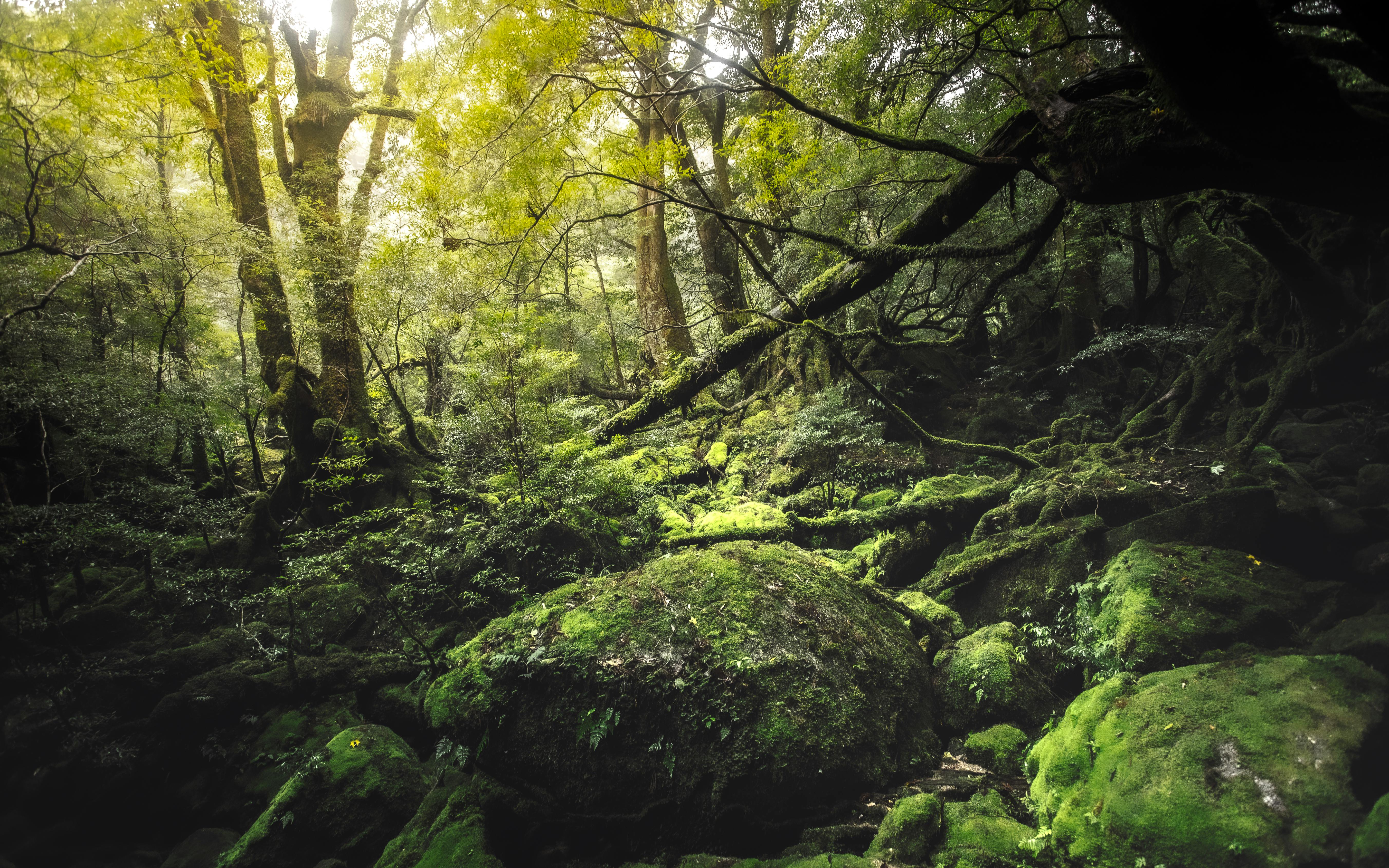 Green Trees in the Forest · Free Stock Photo