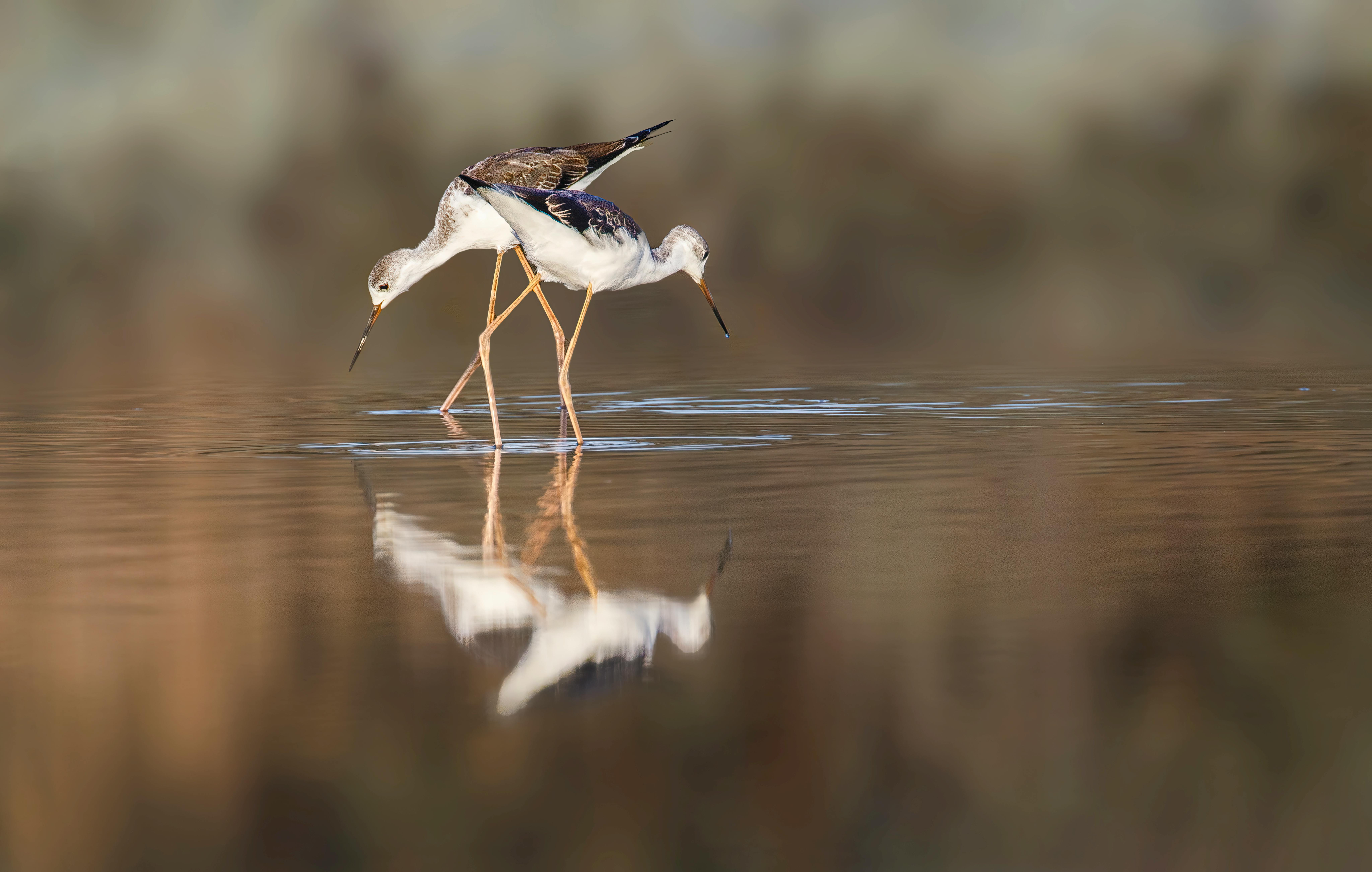 Grotto Animated Photos, Download Free Grotto Animated Stock Photos & HD ...