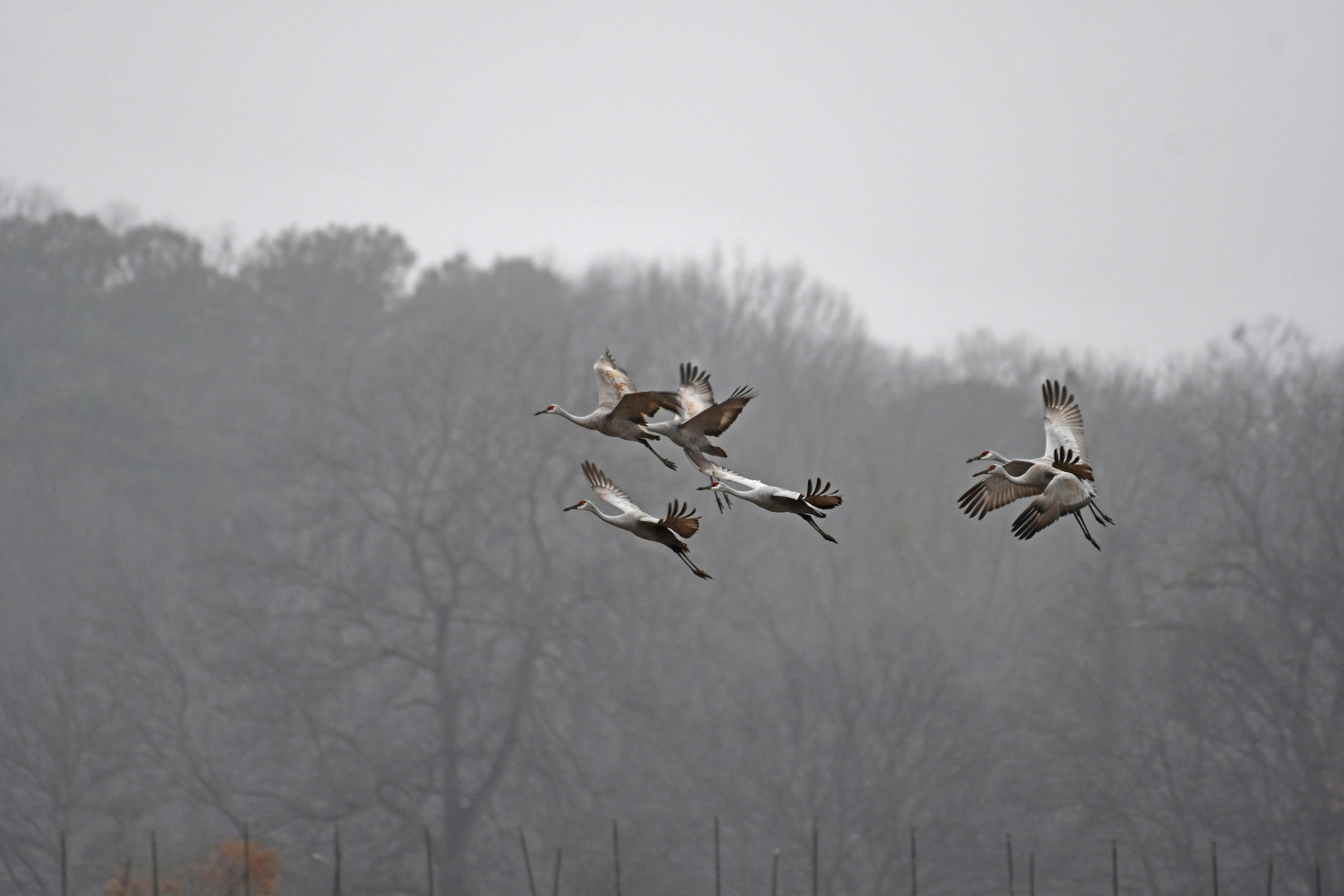 Birds Flying with Trees behind · Free Stock Photo