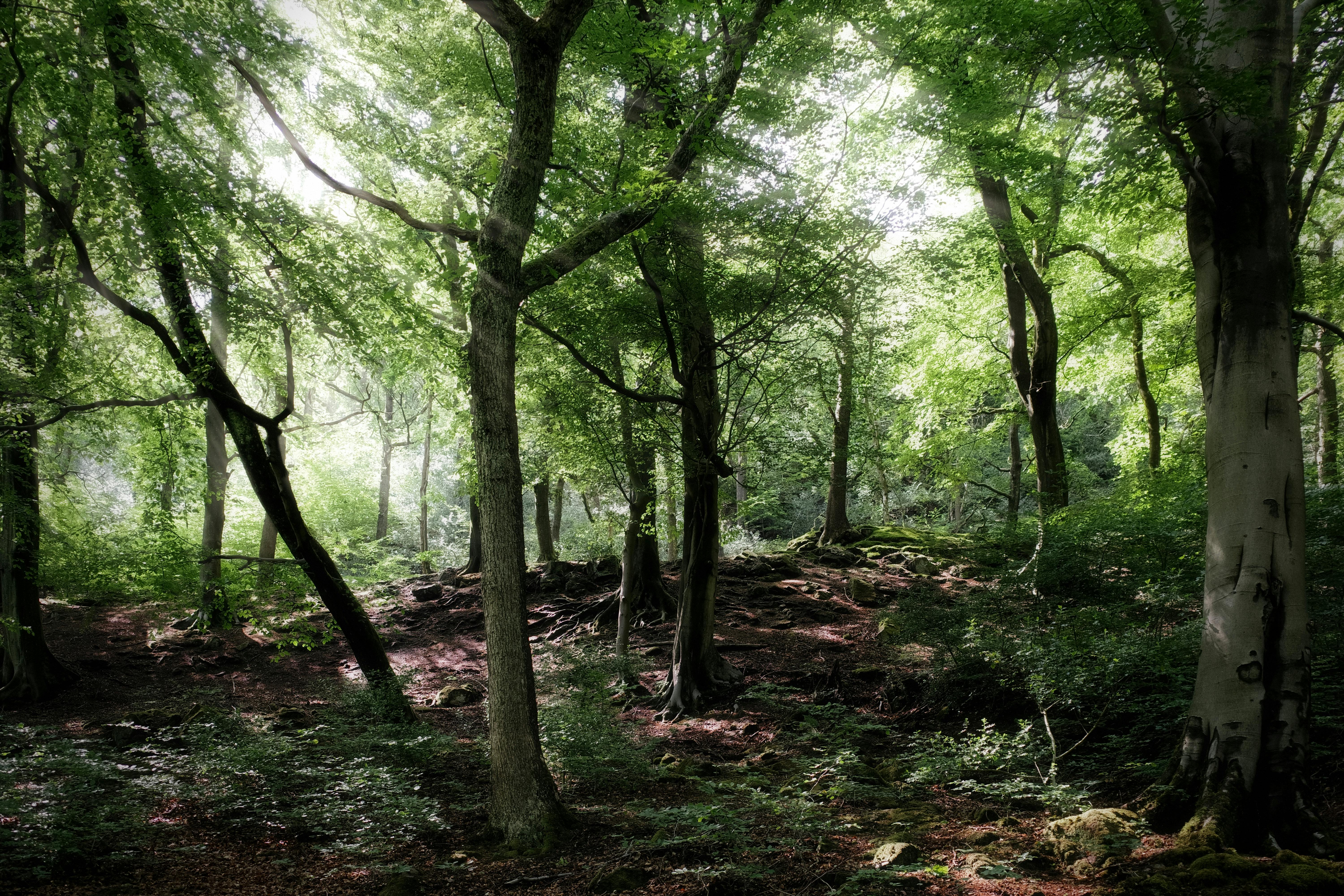 Green Leaf Trees on Forest · Free Stock Photo