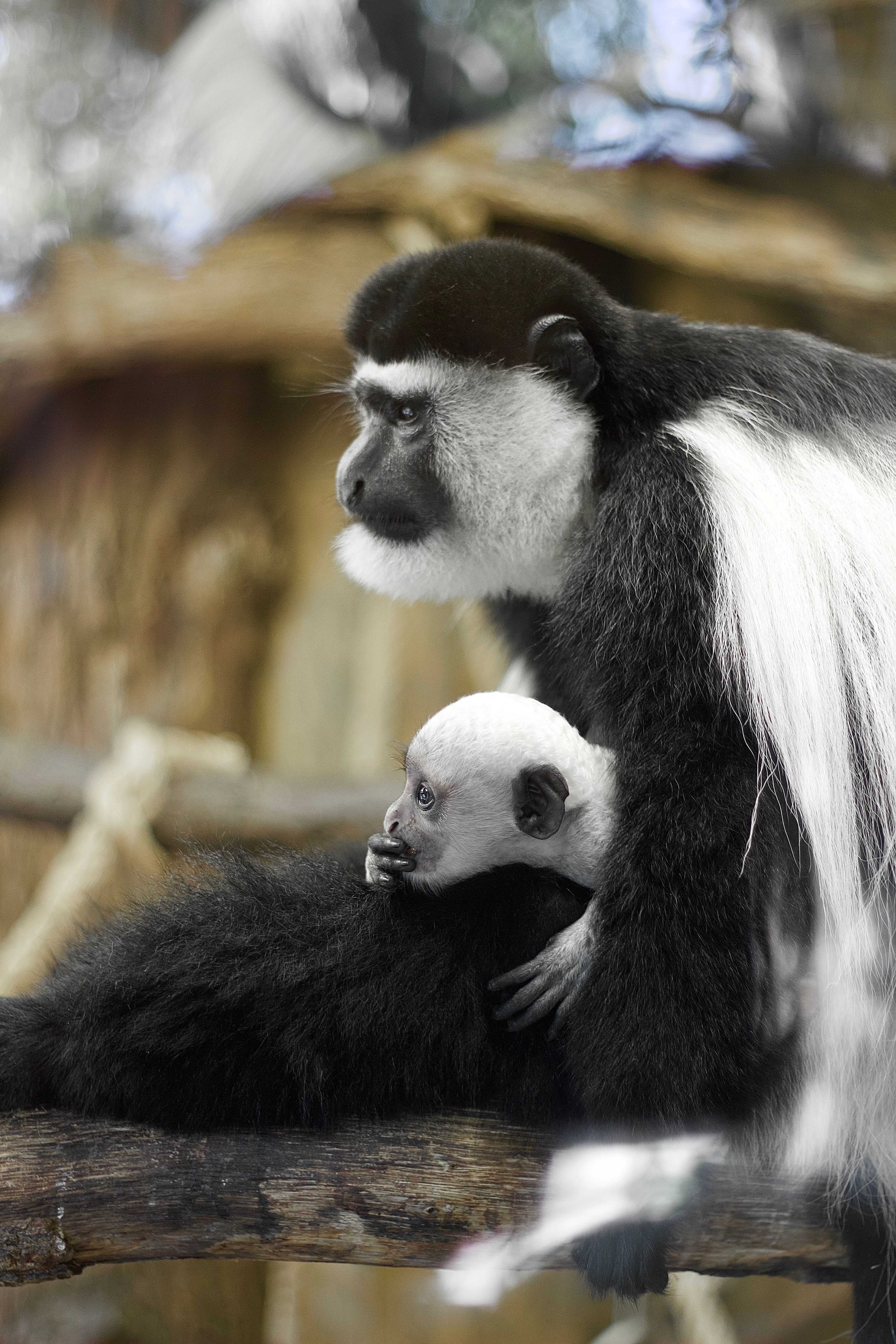 Close-Up Shot of Colobus Monkeys · Free Stock Photo