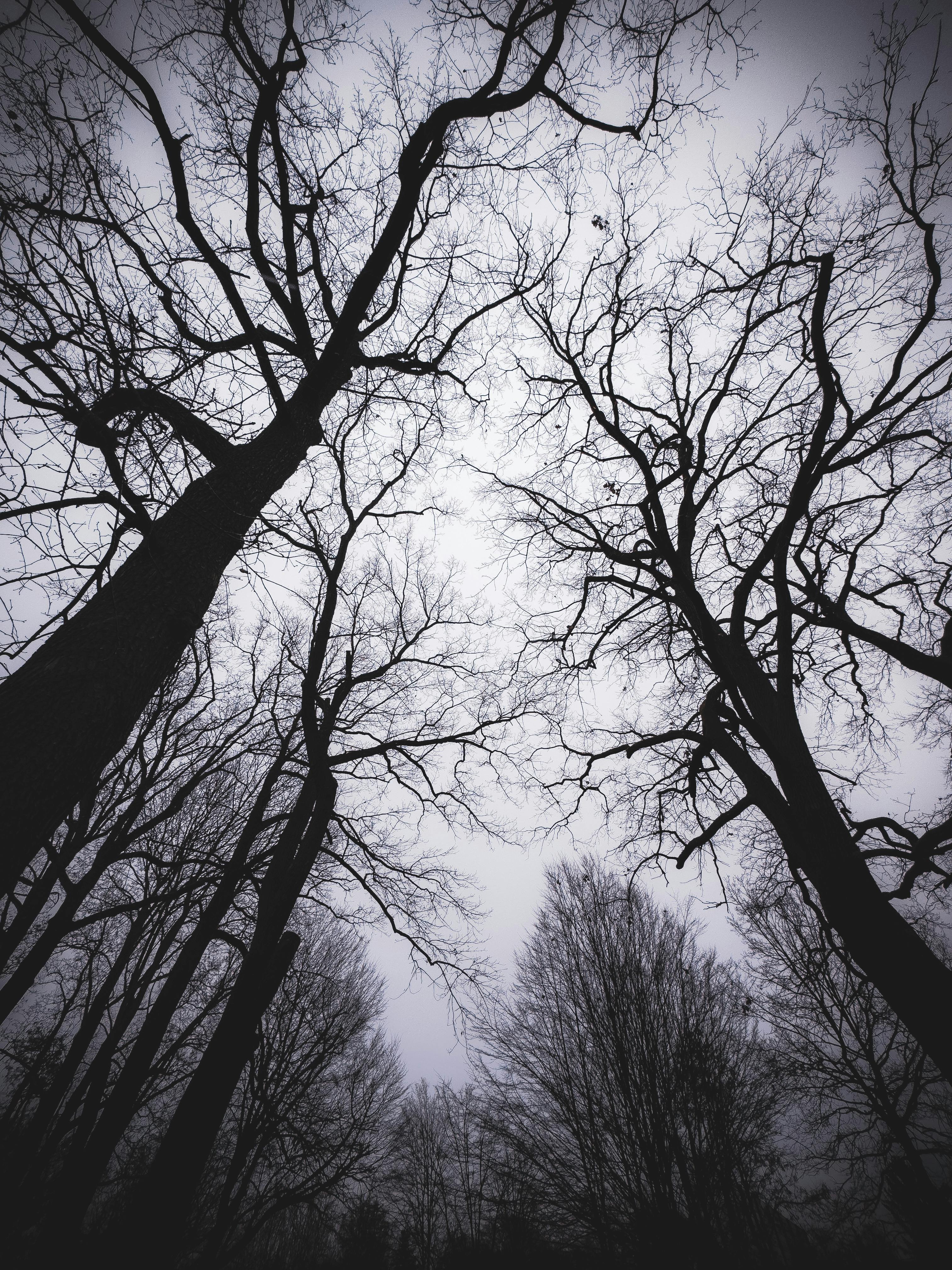 Trees In Grayscale Photography · Free Stock Photo