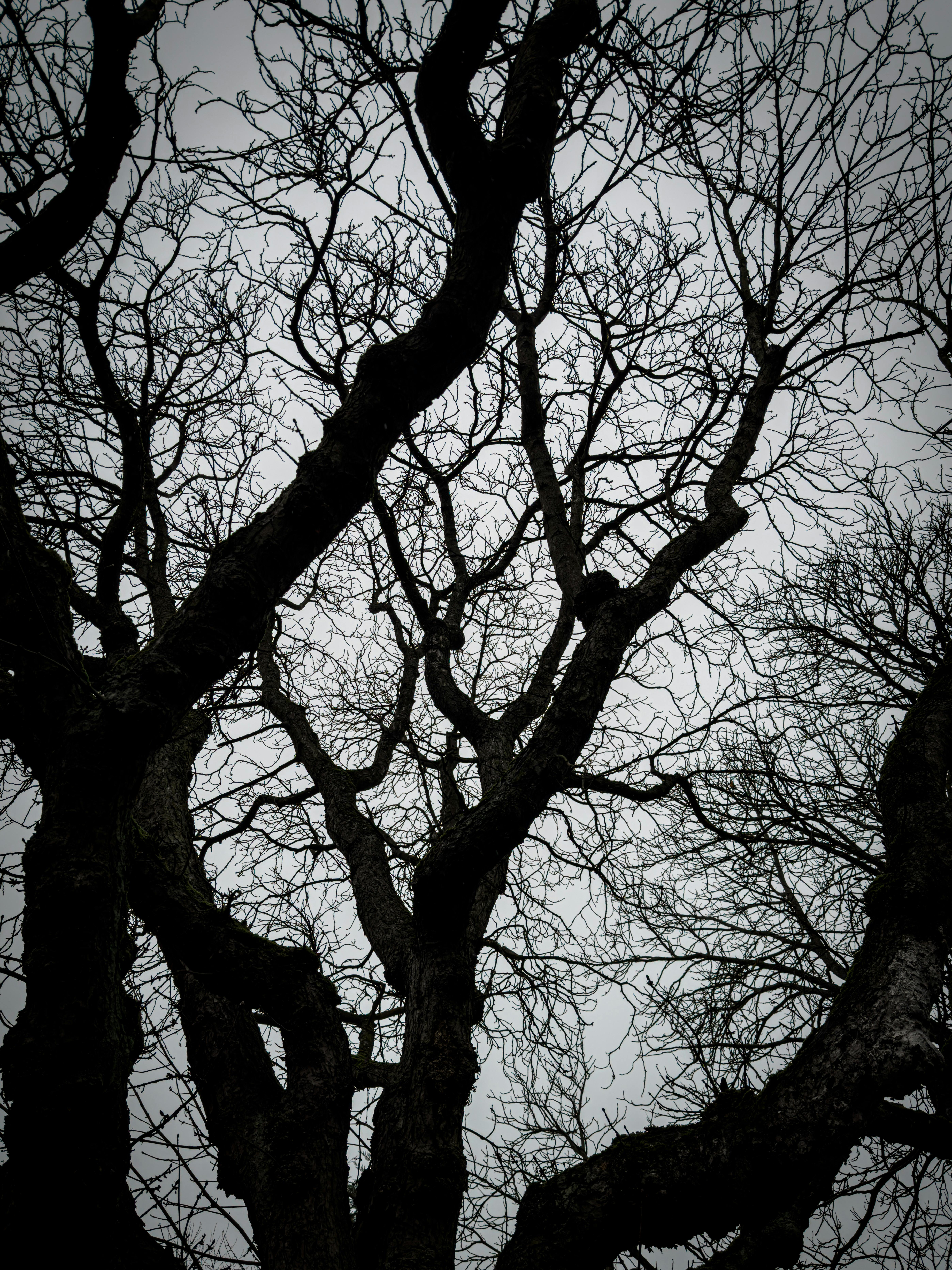 Tree Branches in Black and White · Free Stock Photo