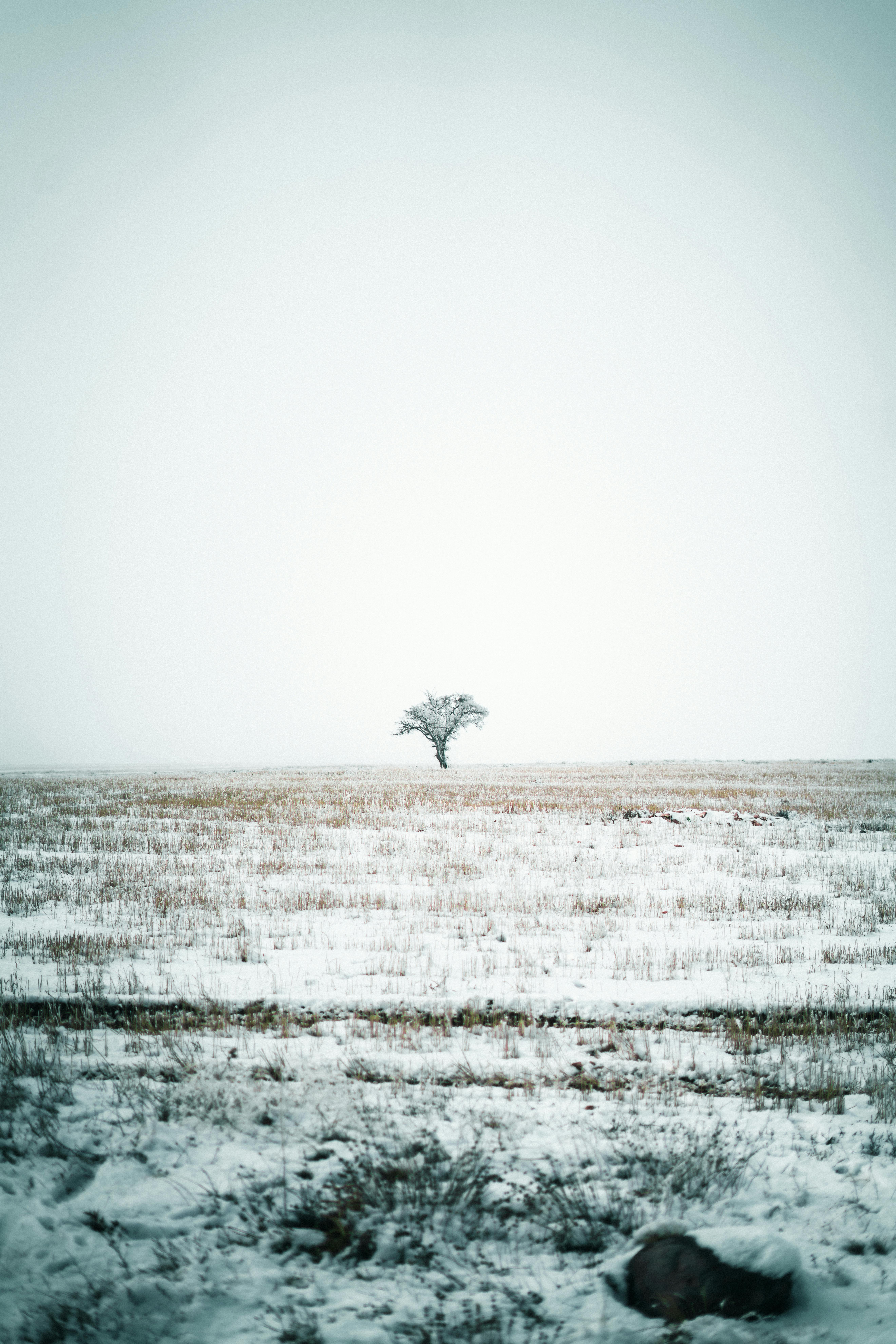 Overcast over Single Tree on Plains · Free Stock Photo