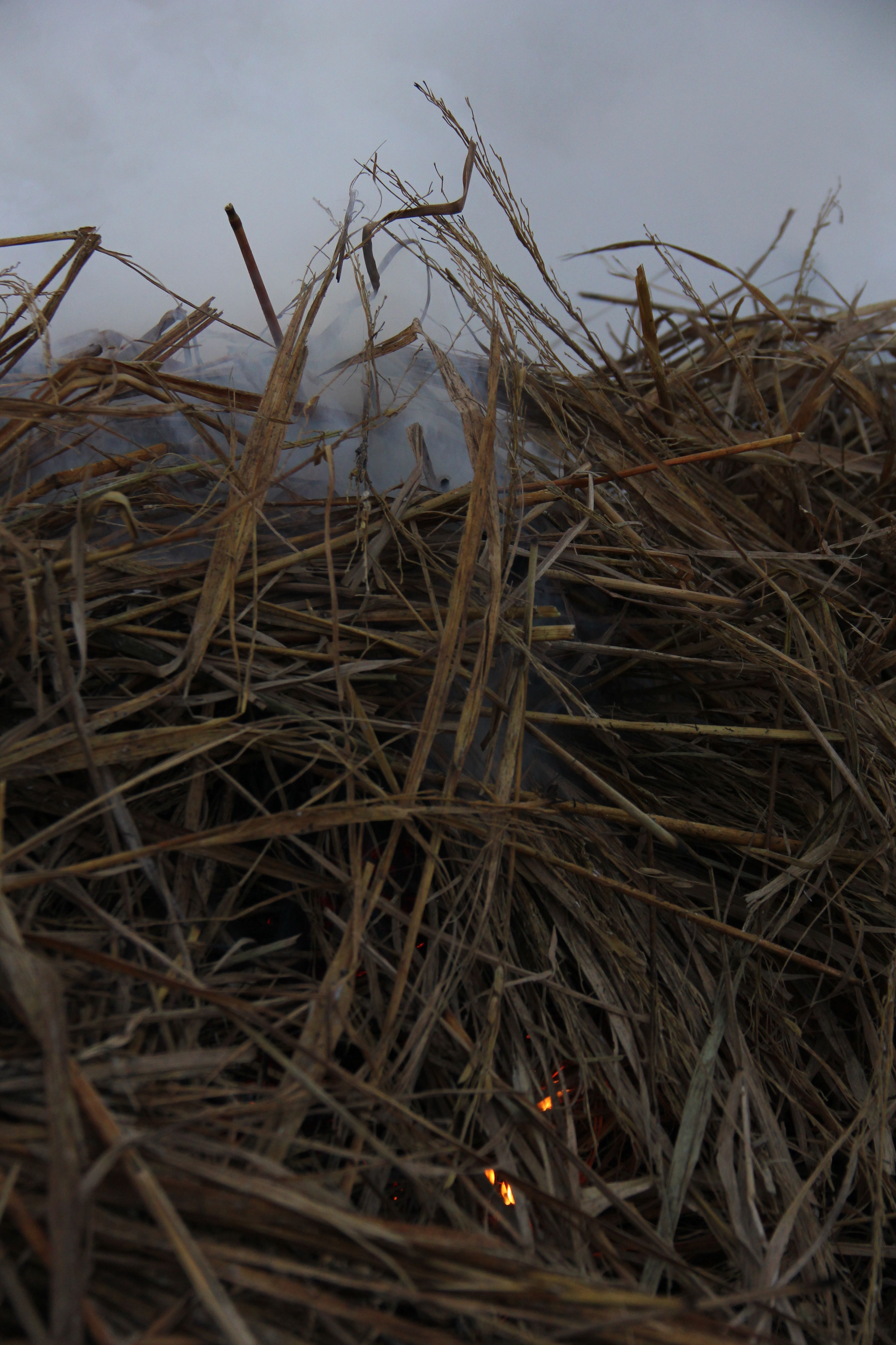 Fire in Straw · Free Stock Photo