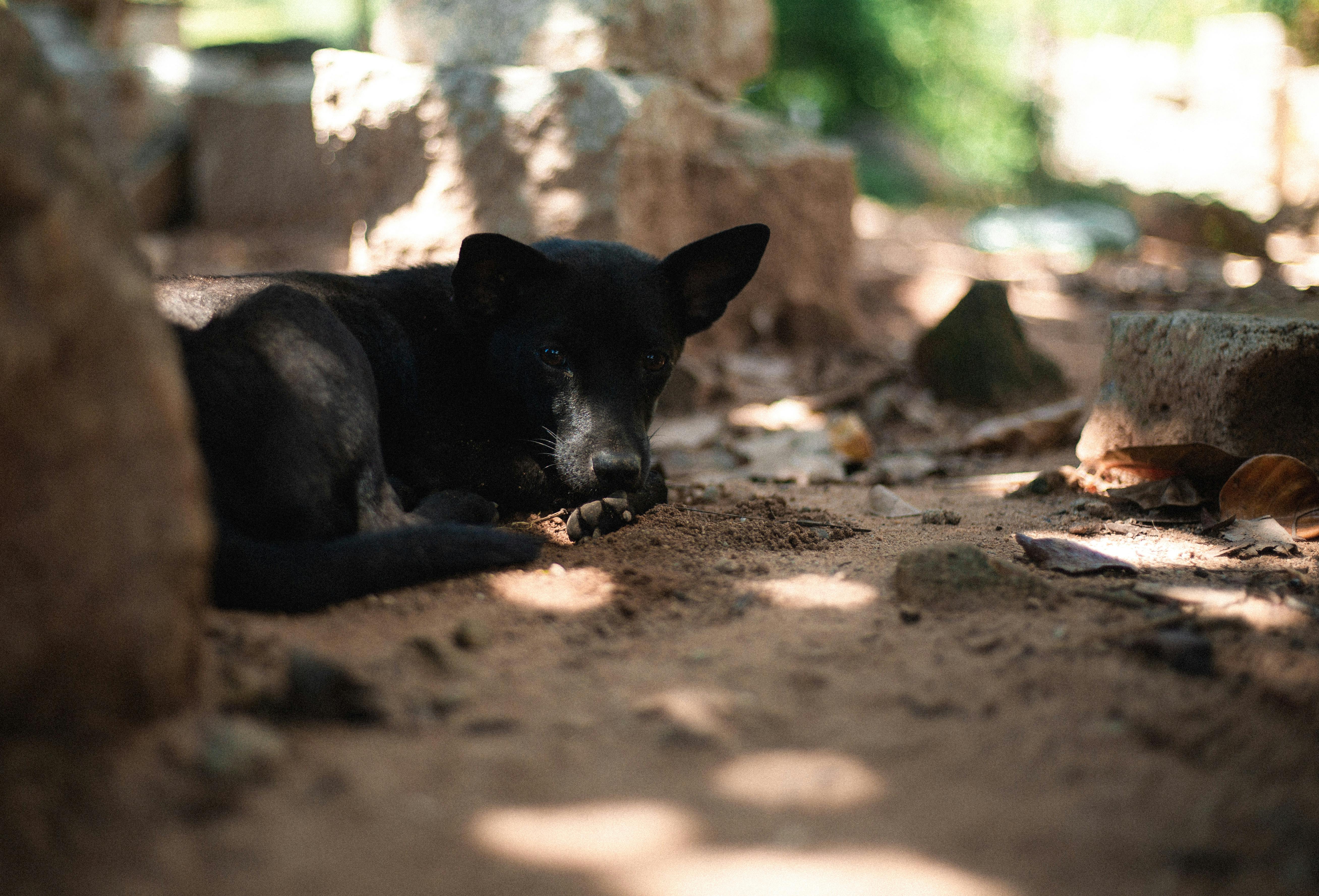 Black Dog Lying Down on the Ground · Free Stock Photo