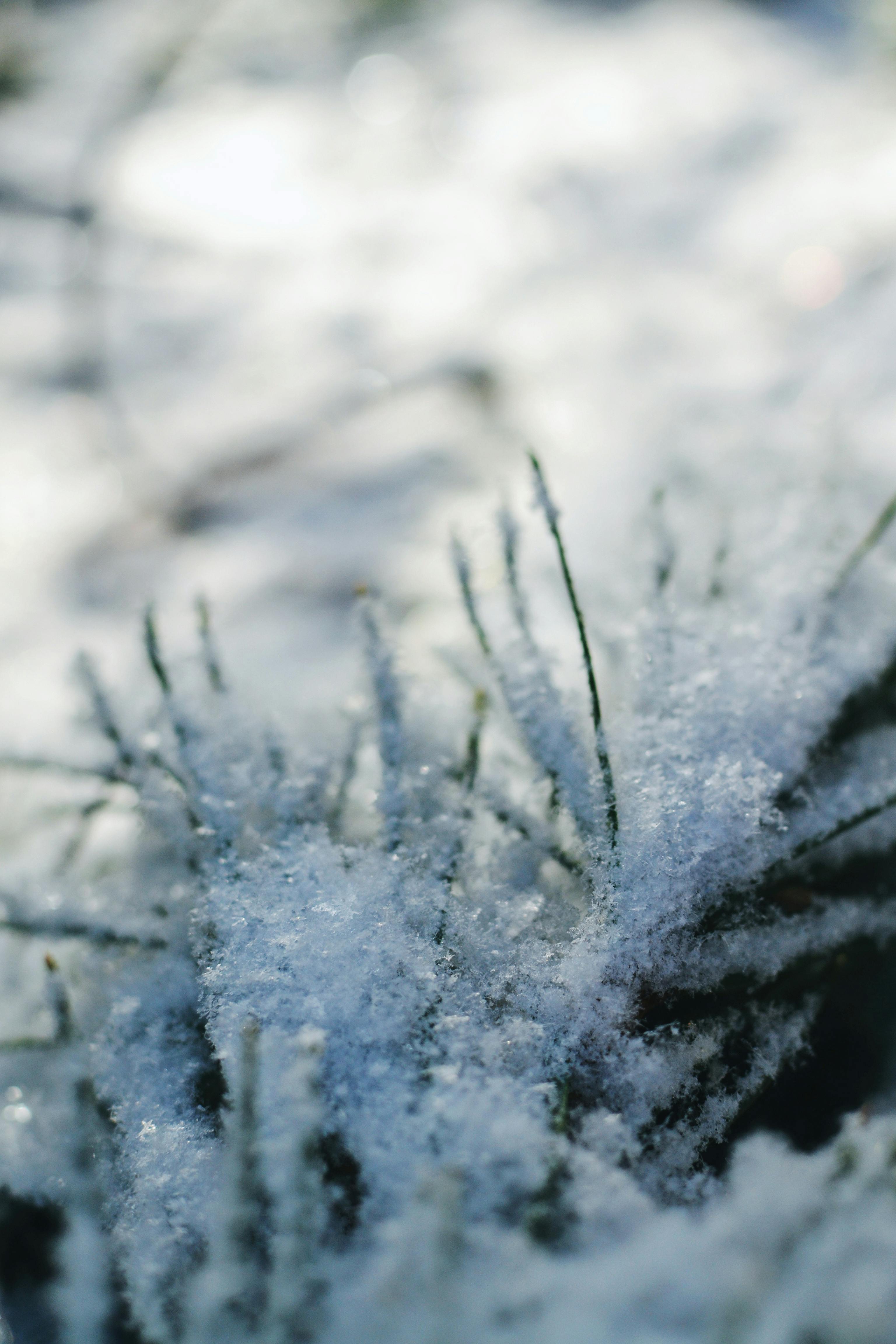 Close-Up Photograph of Frosty Leaves · Free Stock Photo