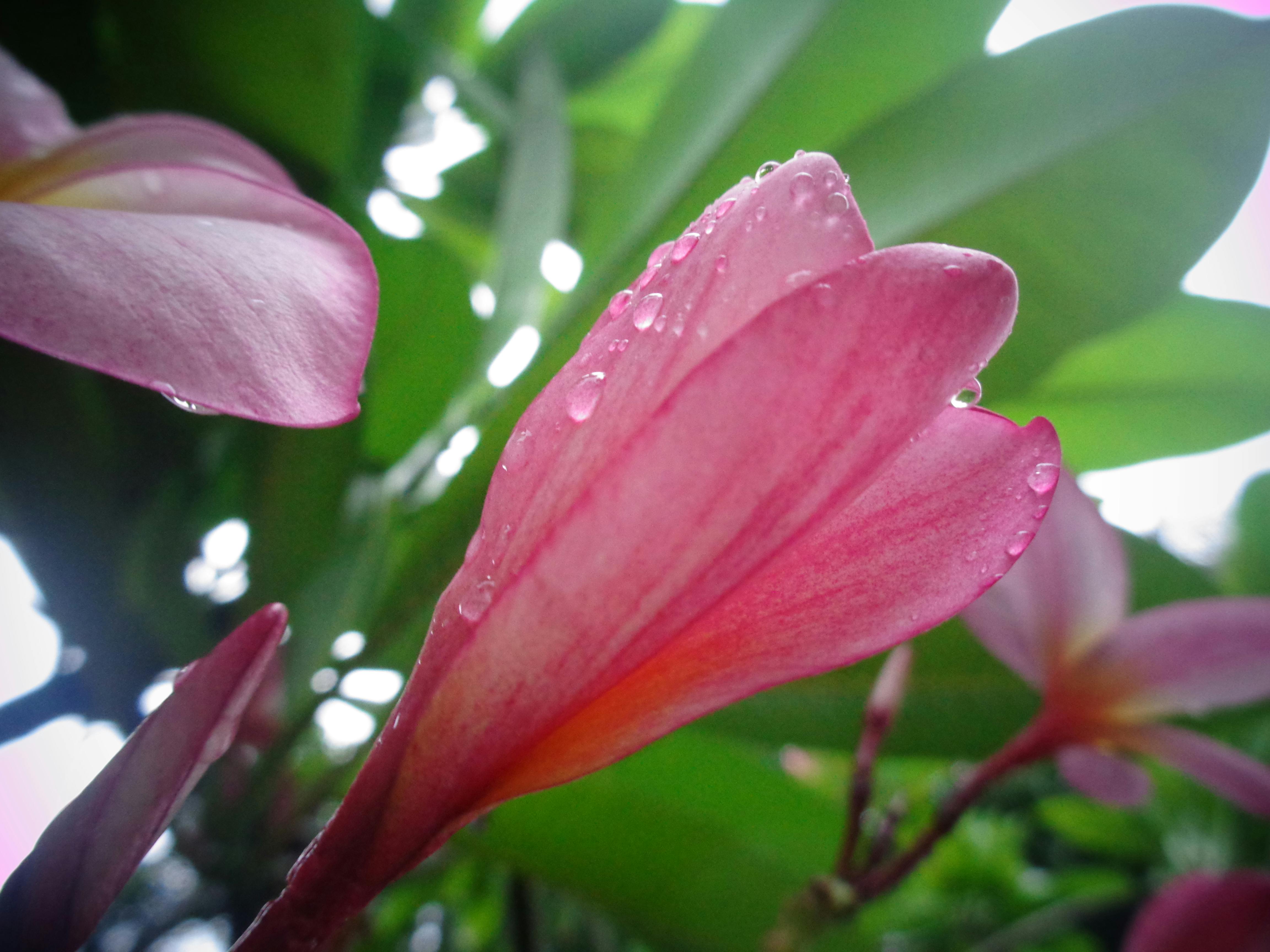 Tejal Patel - Photography