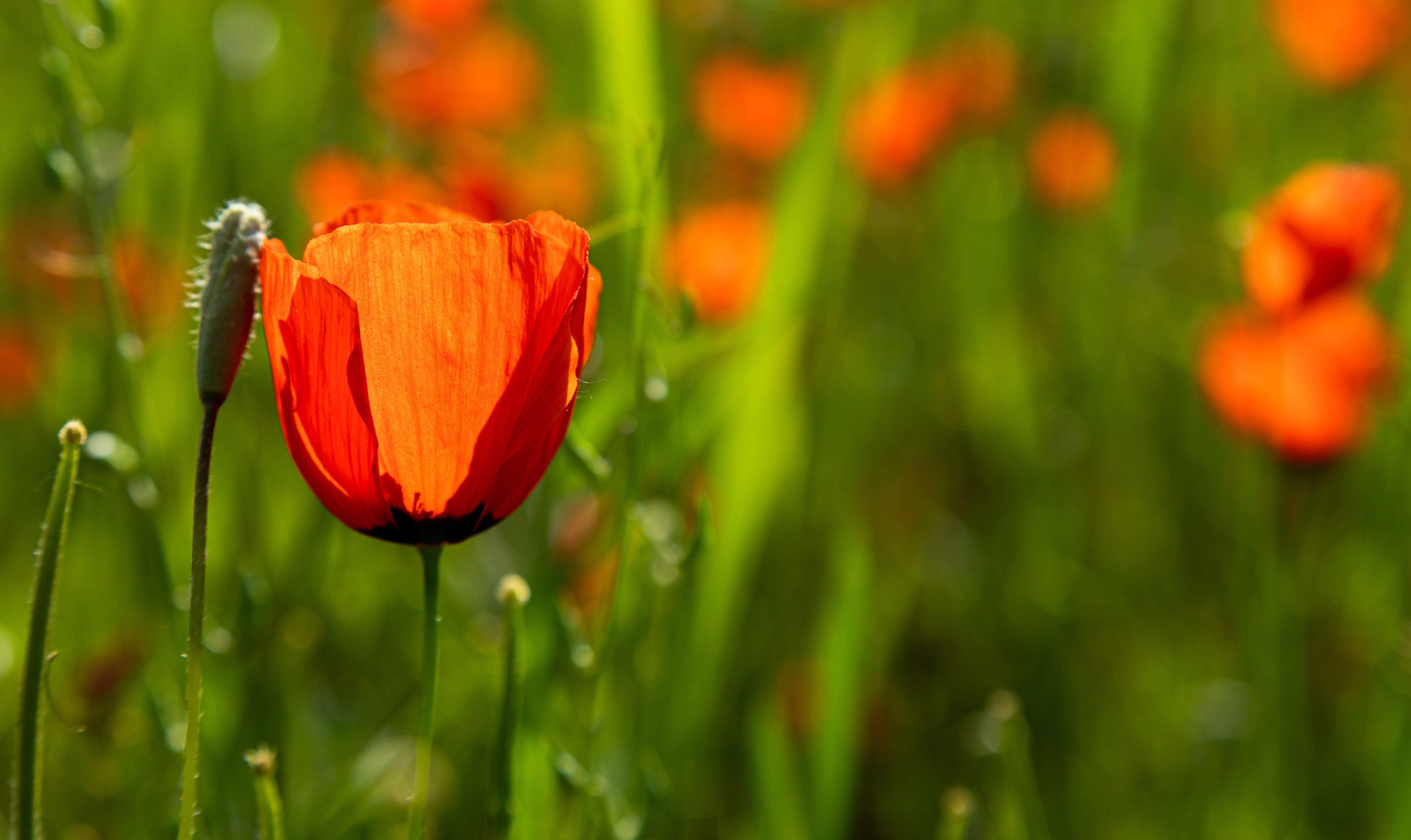 Red Petaled Flower · Free Stock Photo