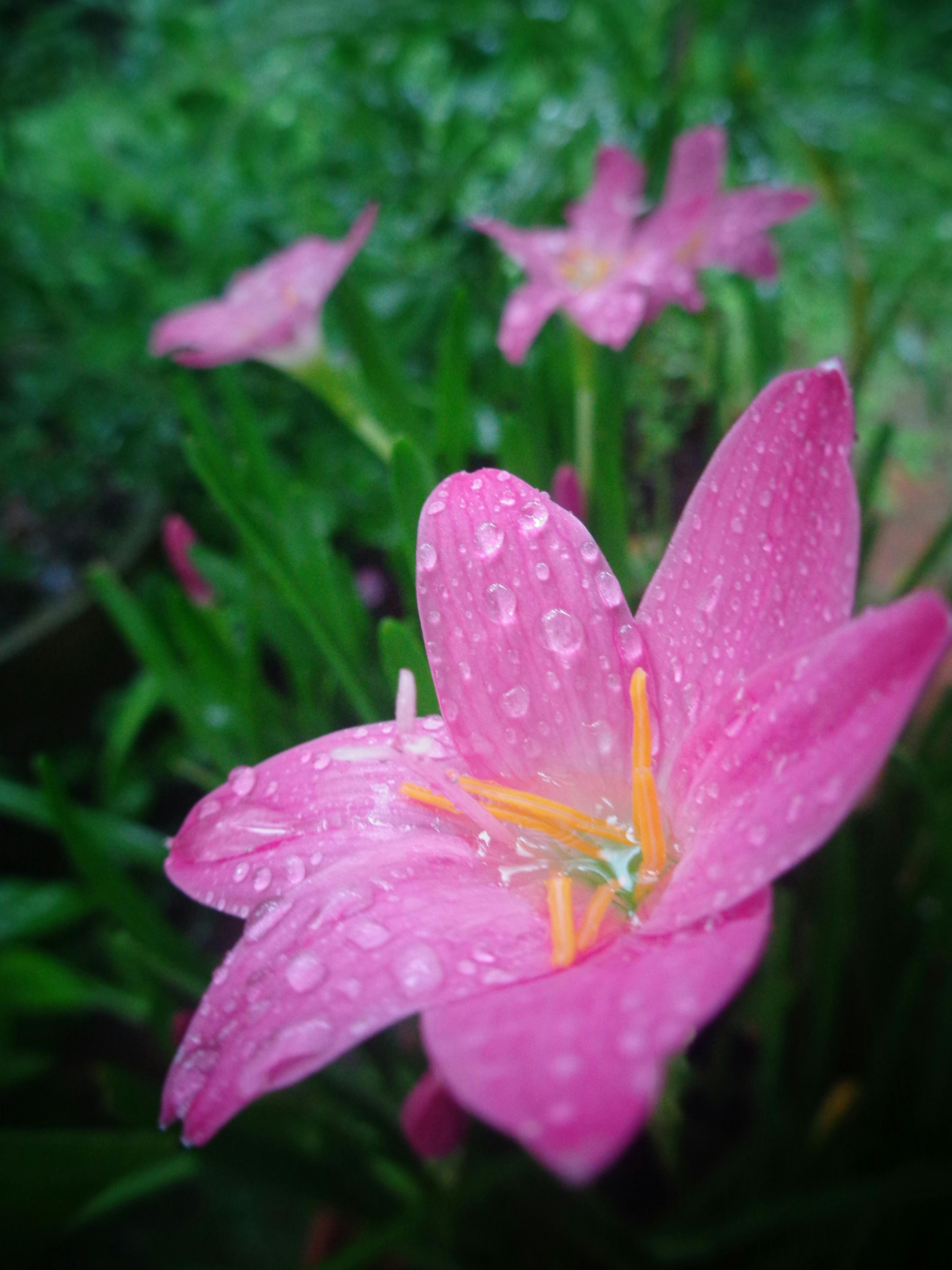 Tejal Patel - Photography