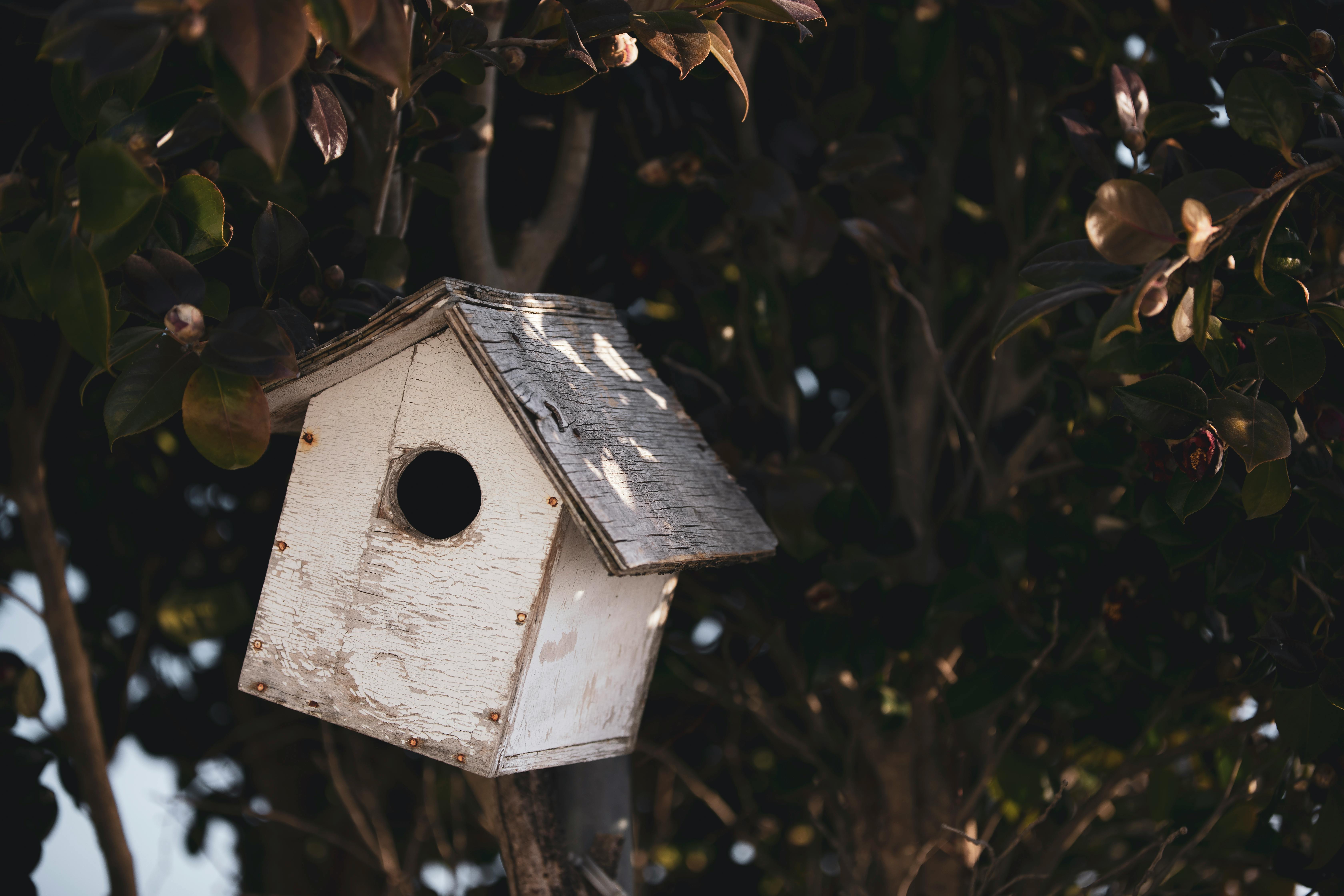 Brown Wooden Bird House Hanging on Tree · Free Stock Photo