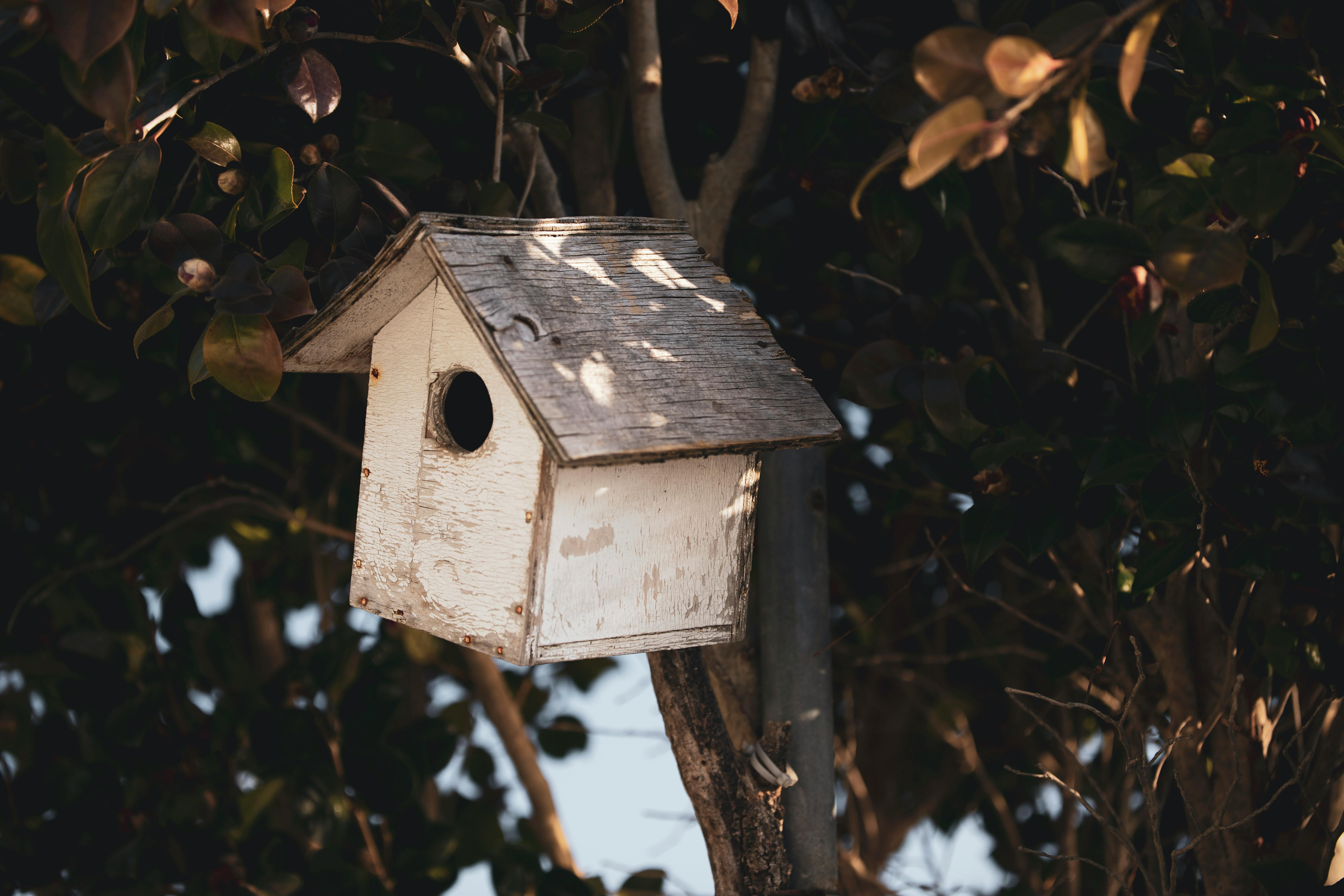 Brown Wooden Bird House Hanging on Tree · Free Stock Photo