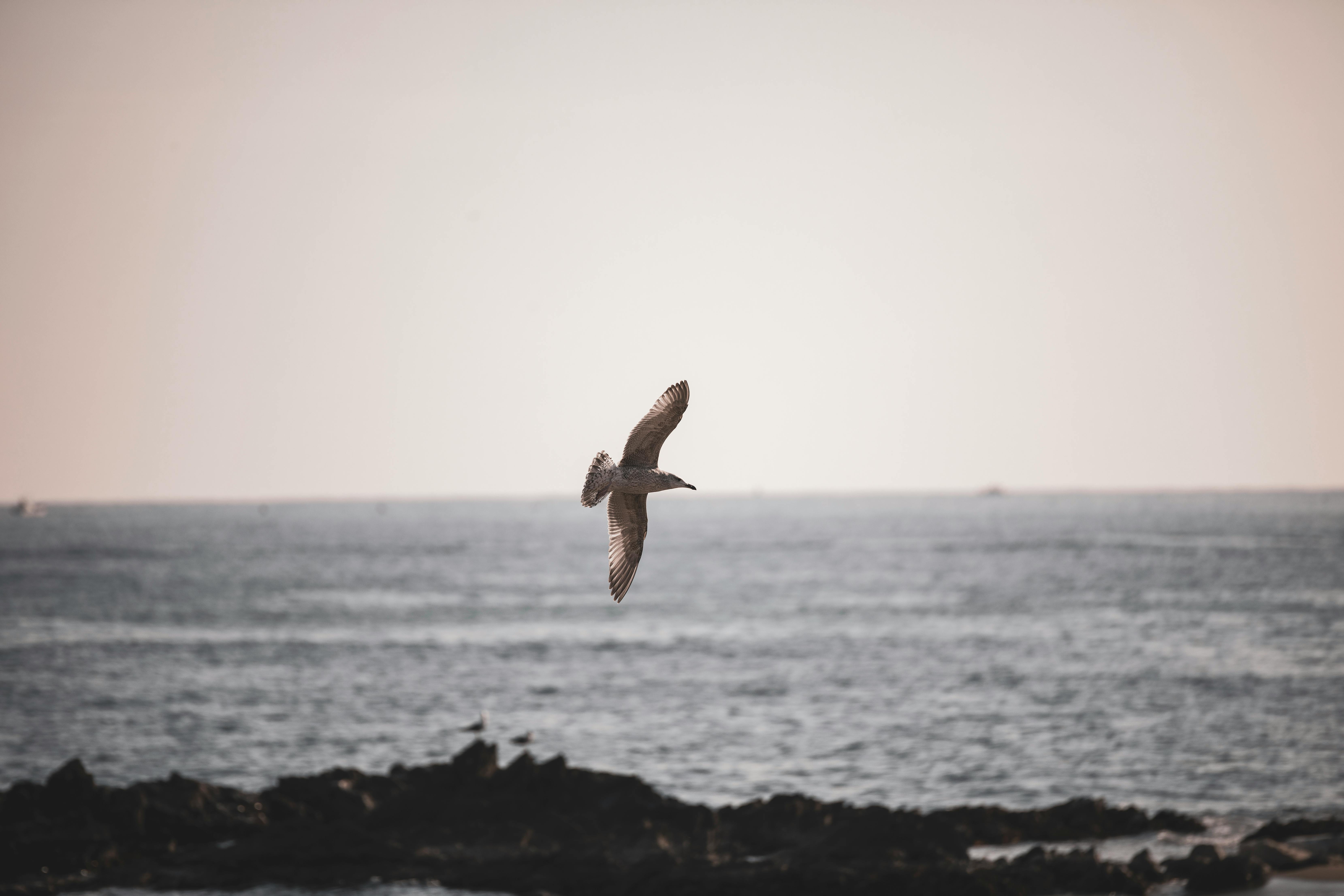 Bird Flying over the Beach · Free Stock Photo