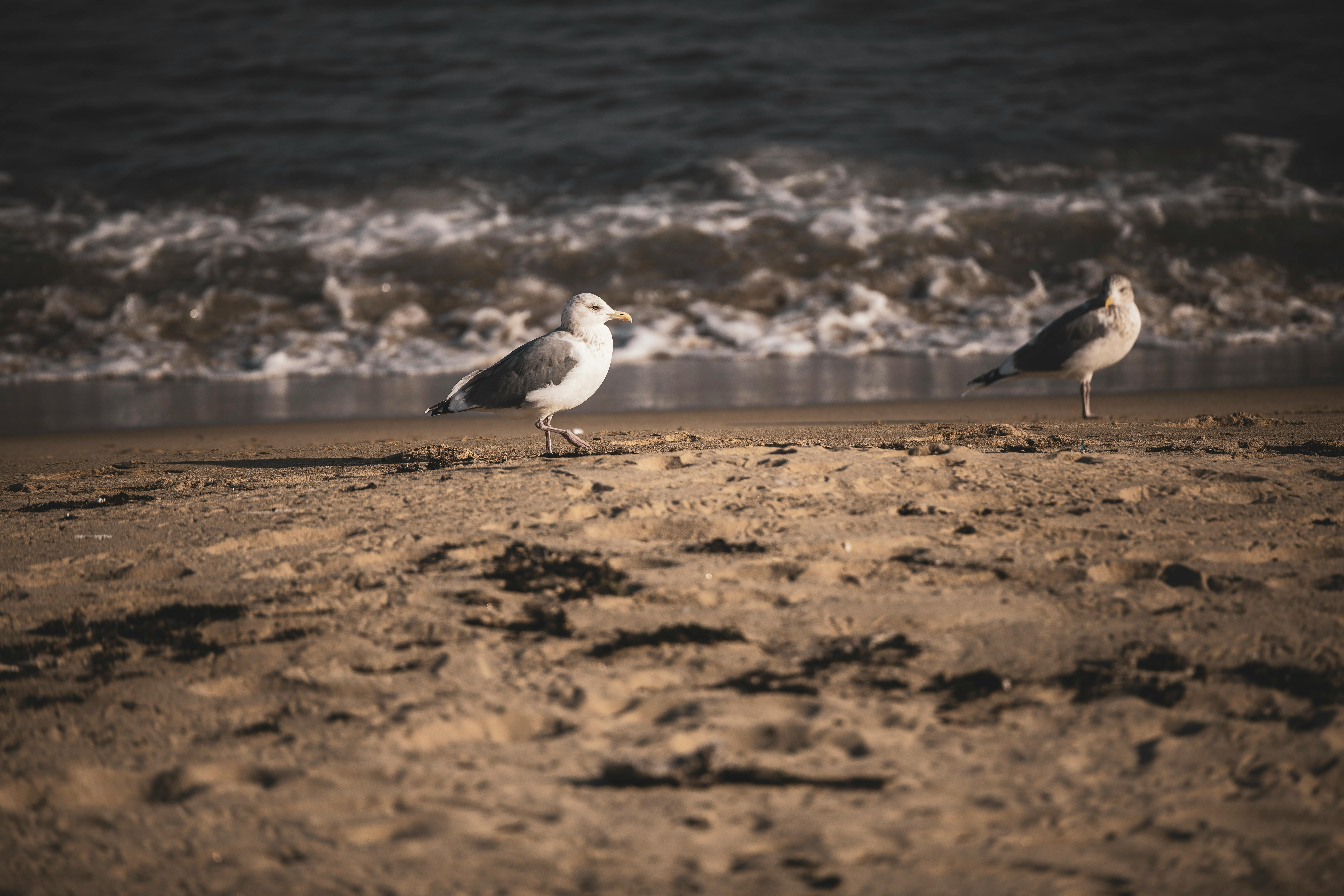 Gulls on the Shore · Free Stock Photo