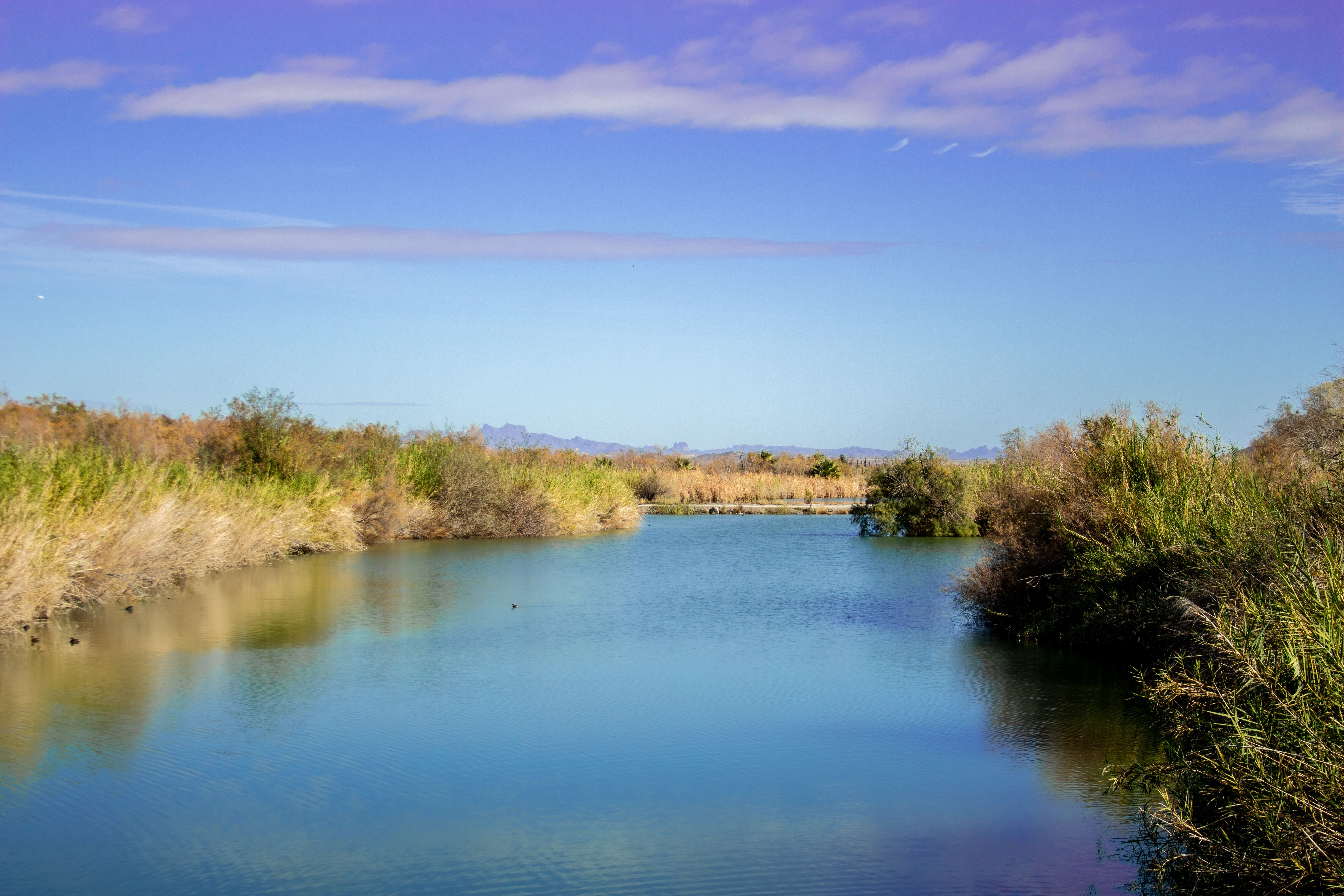 Grass Near River · Free Stock Photo