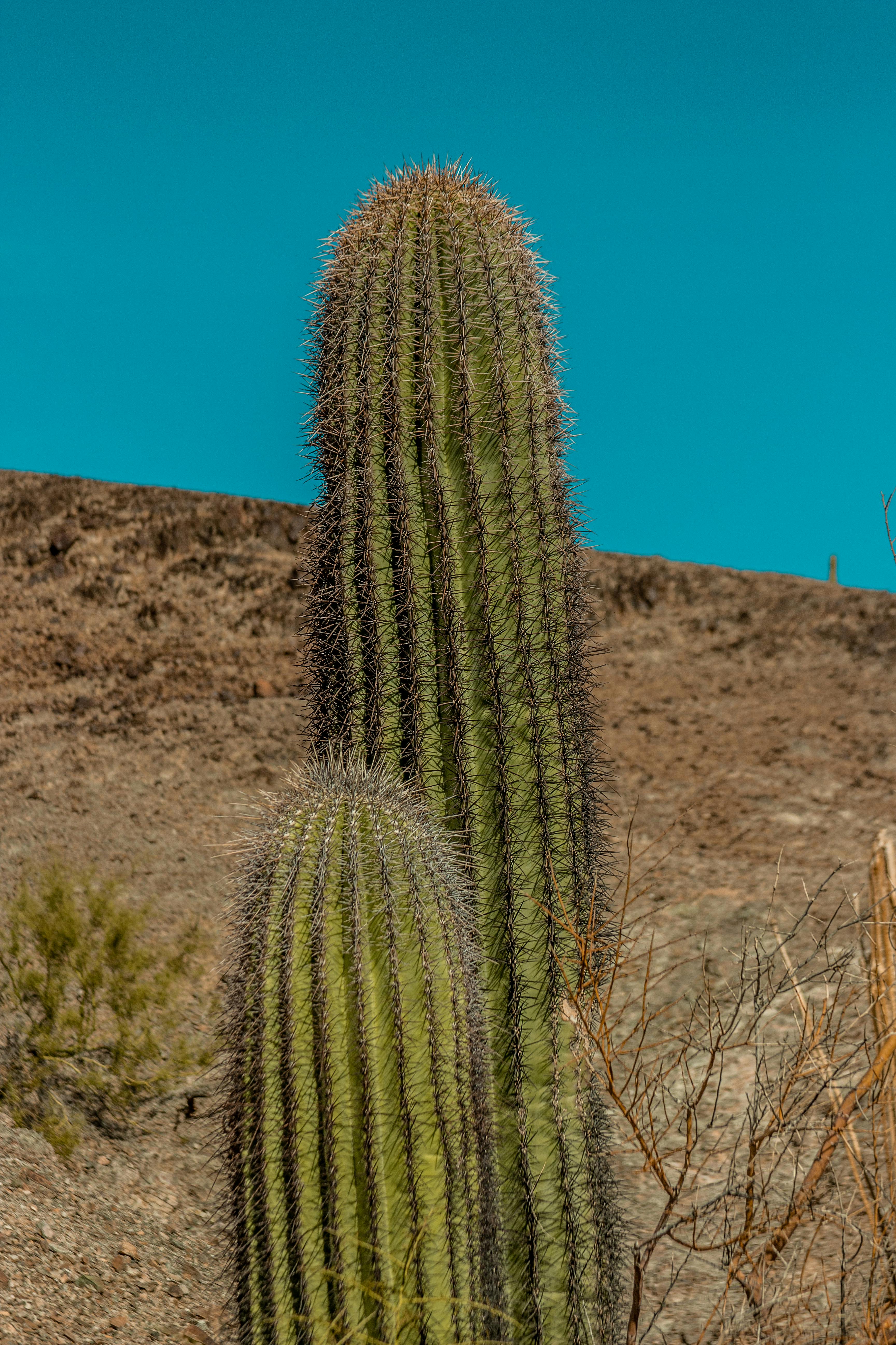 Cactus Plant · Free Stock Photo